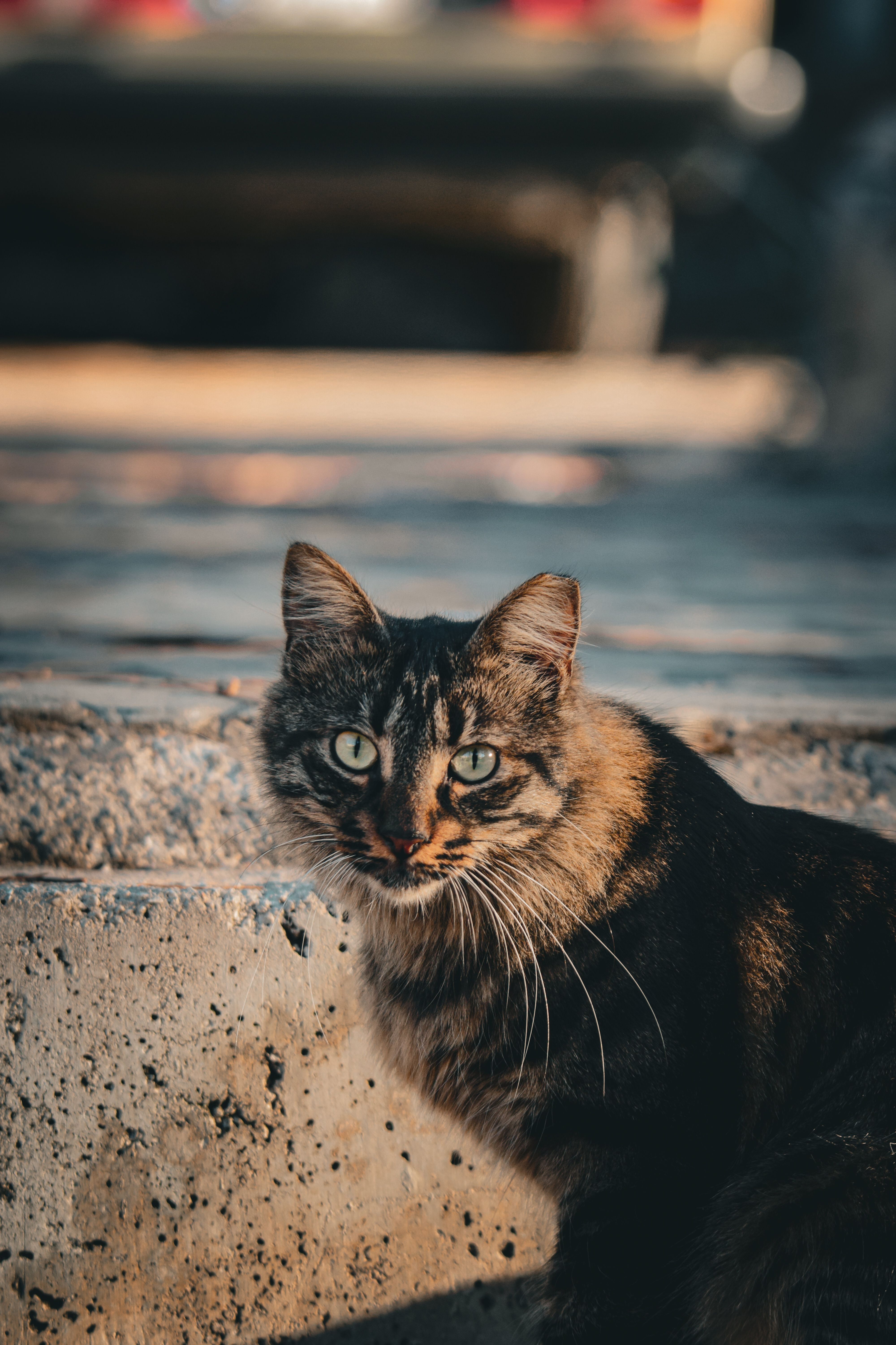 Croissant Cat Photos, Download The BEST Free Croissant Cat Stock Photos ...