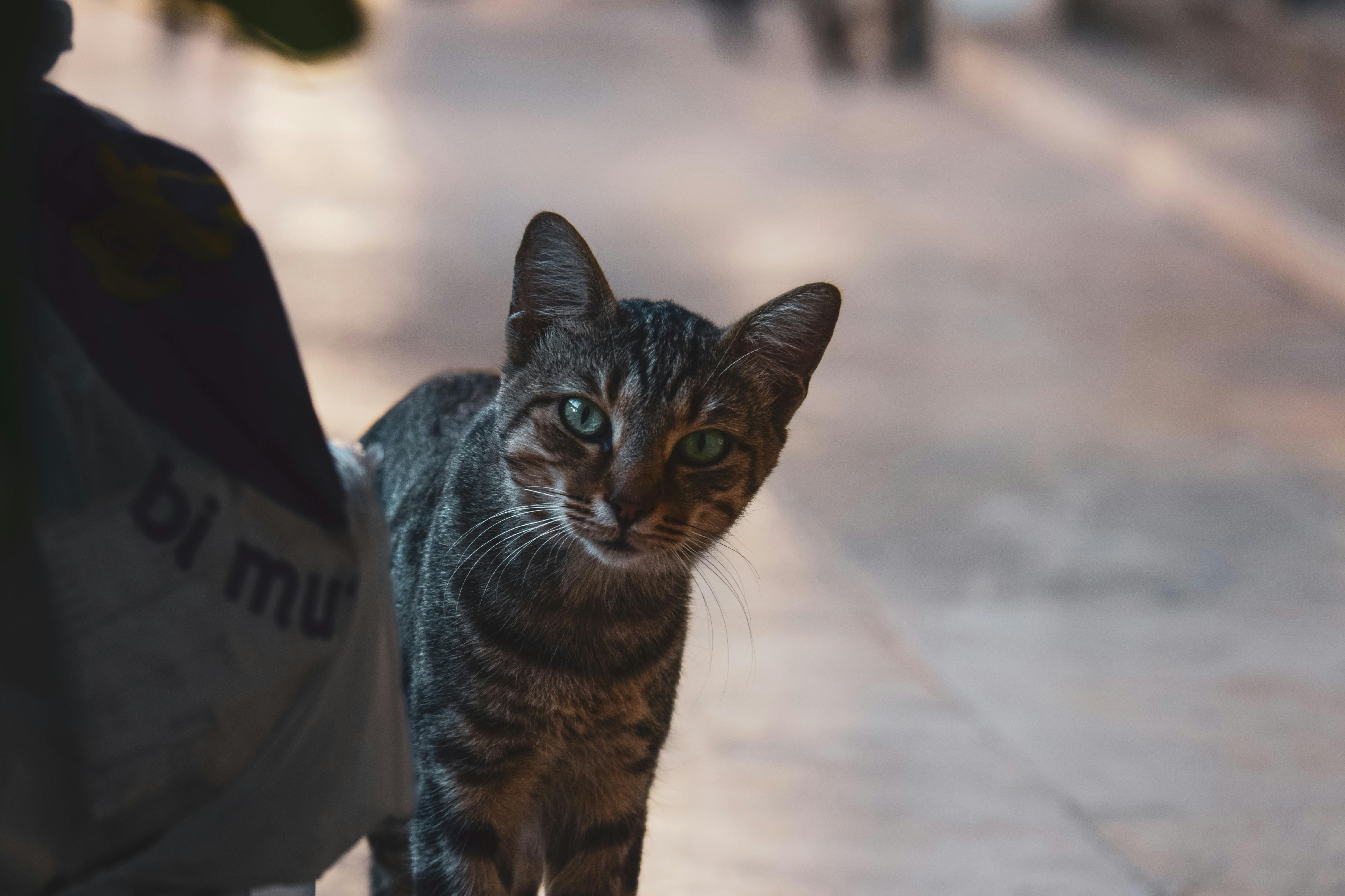 Anime+Goon+Wallpaper Photos, Download The BEST Free Anime+Goon ...