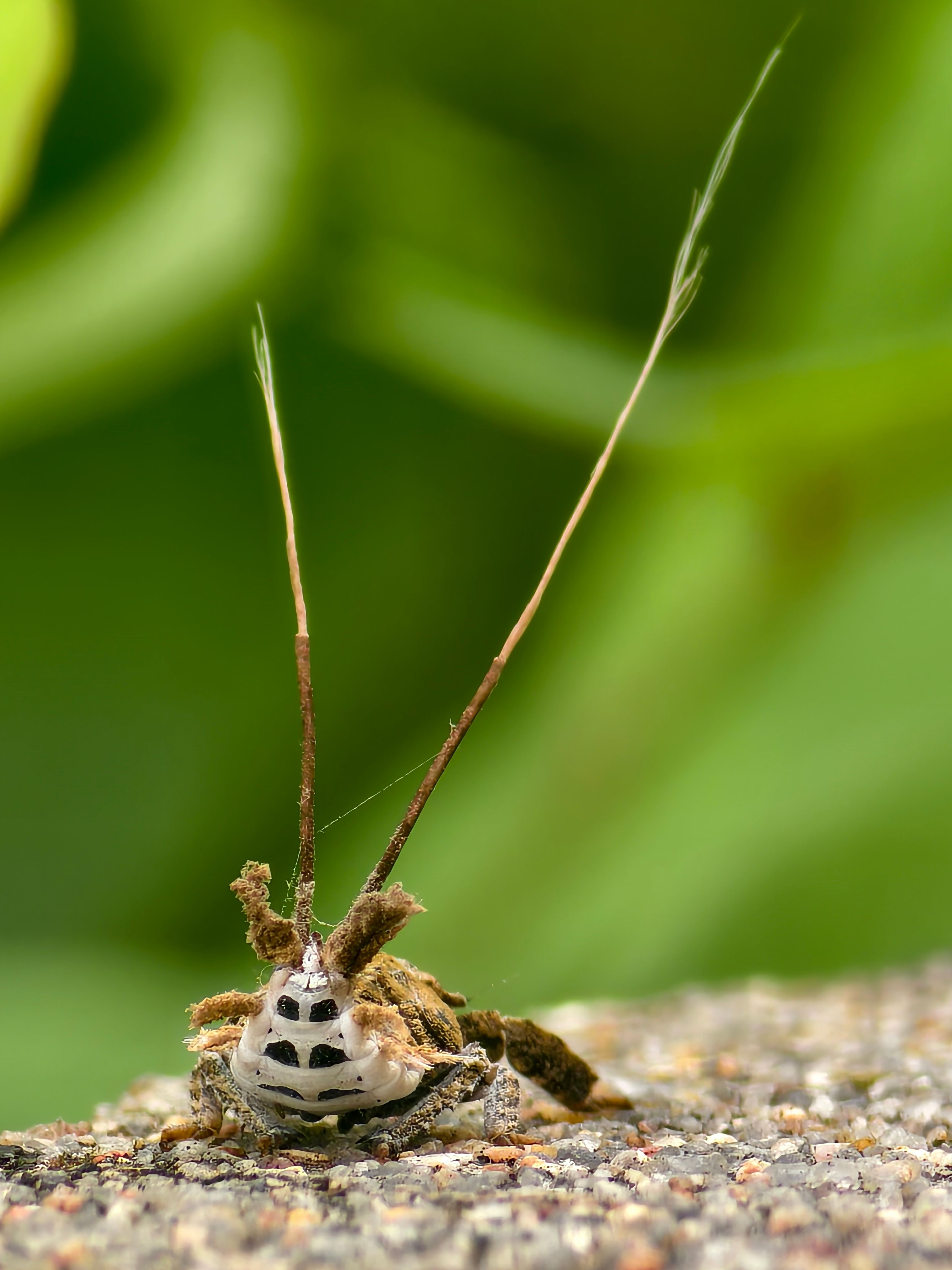 Close-up of Exotic Moth with Long Antennae · Free Stock Photo