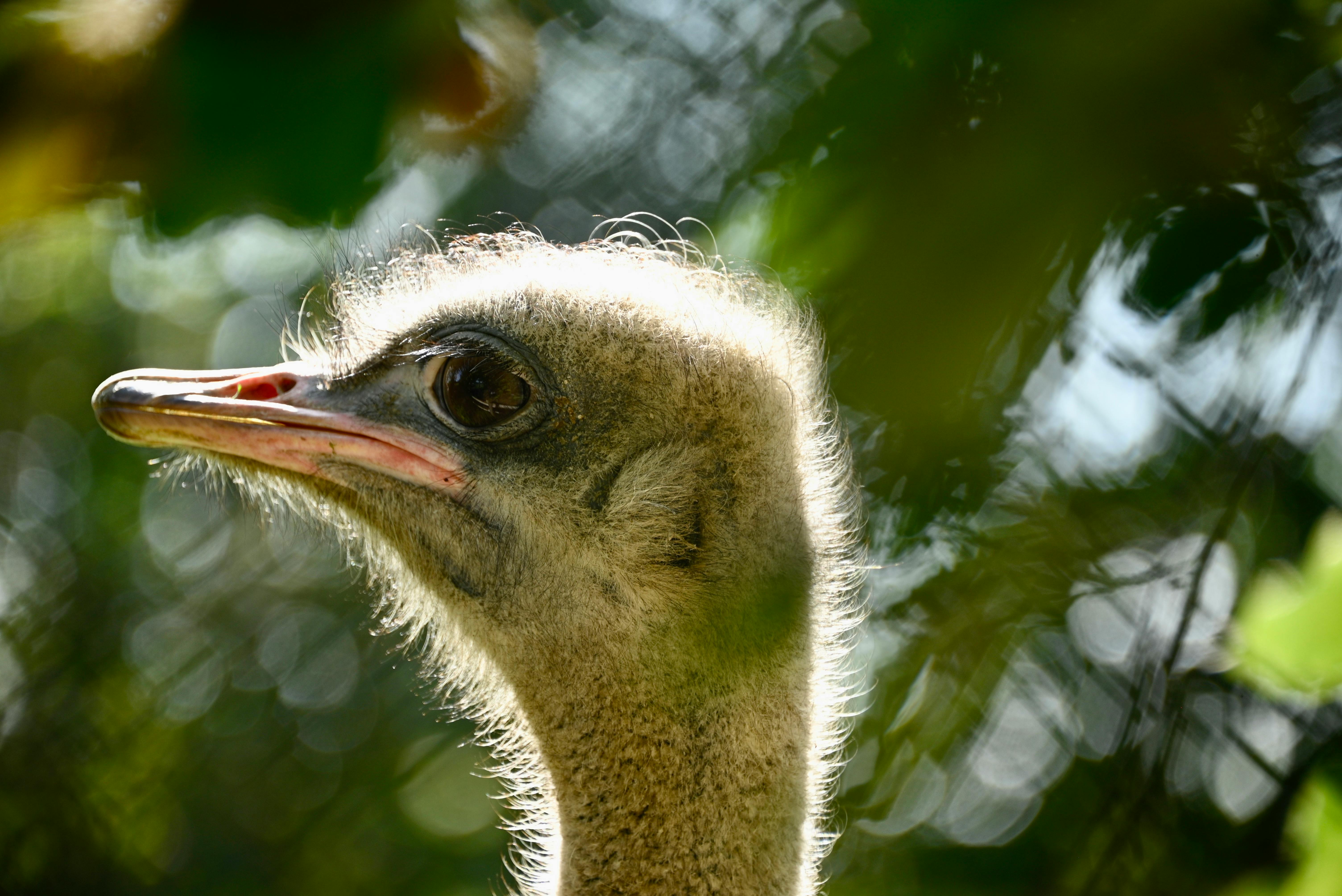 Close-up Portrait of an Ostrich in Natural Habitat · Free Stock Photo