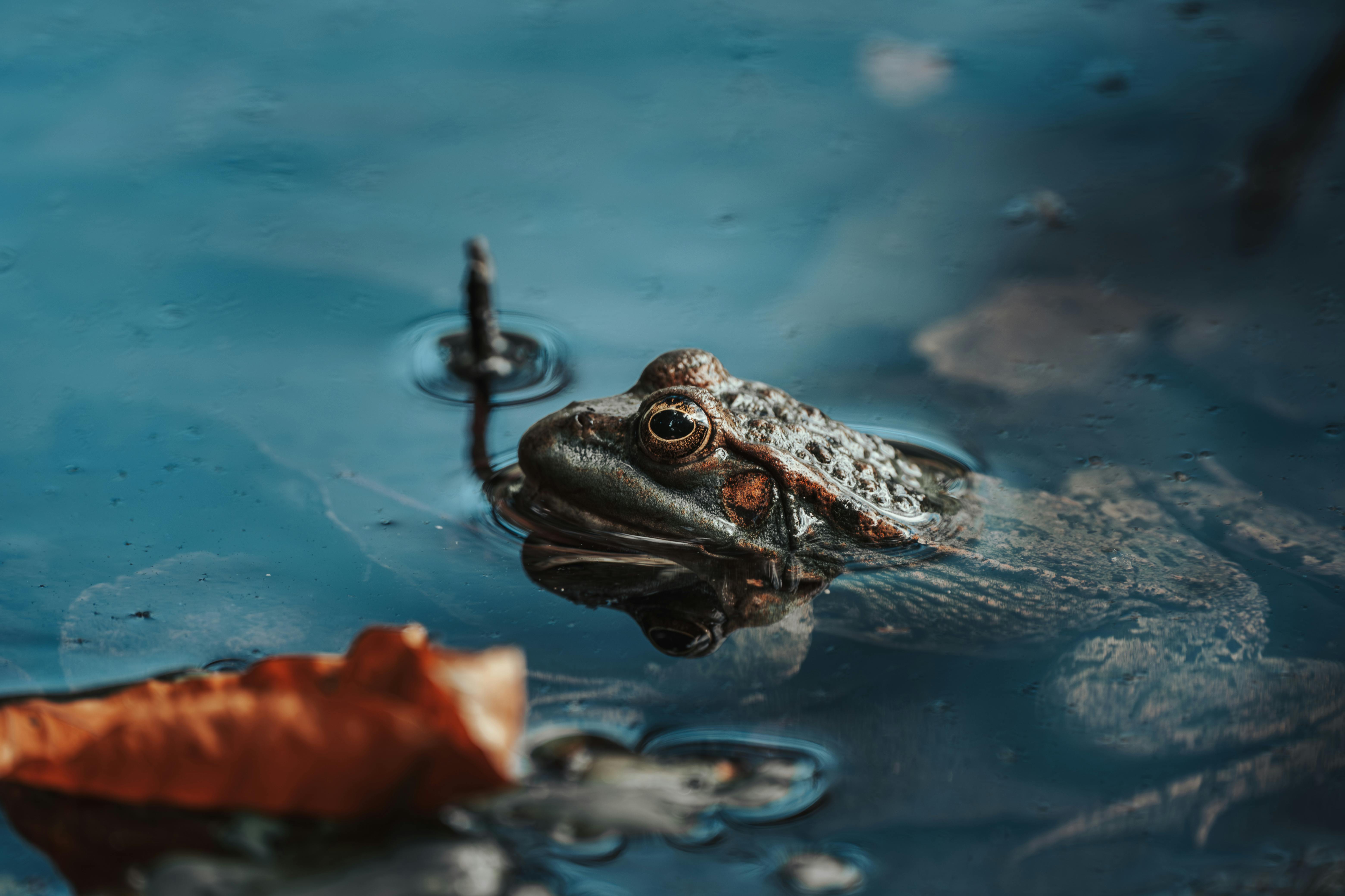 Nature Realistic Photos, Download The BEST Free Nature Realistic Stock ...