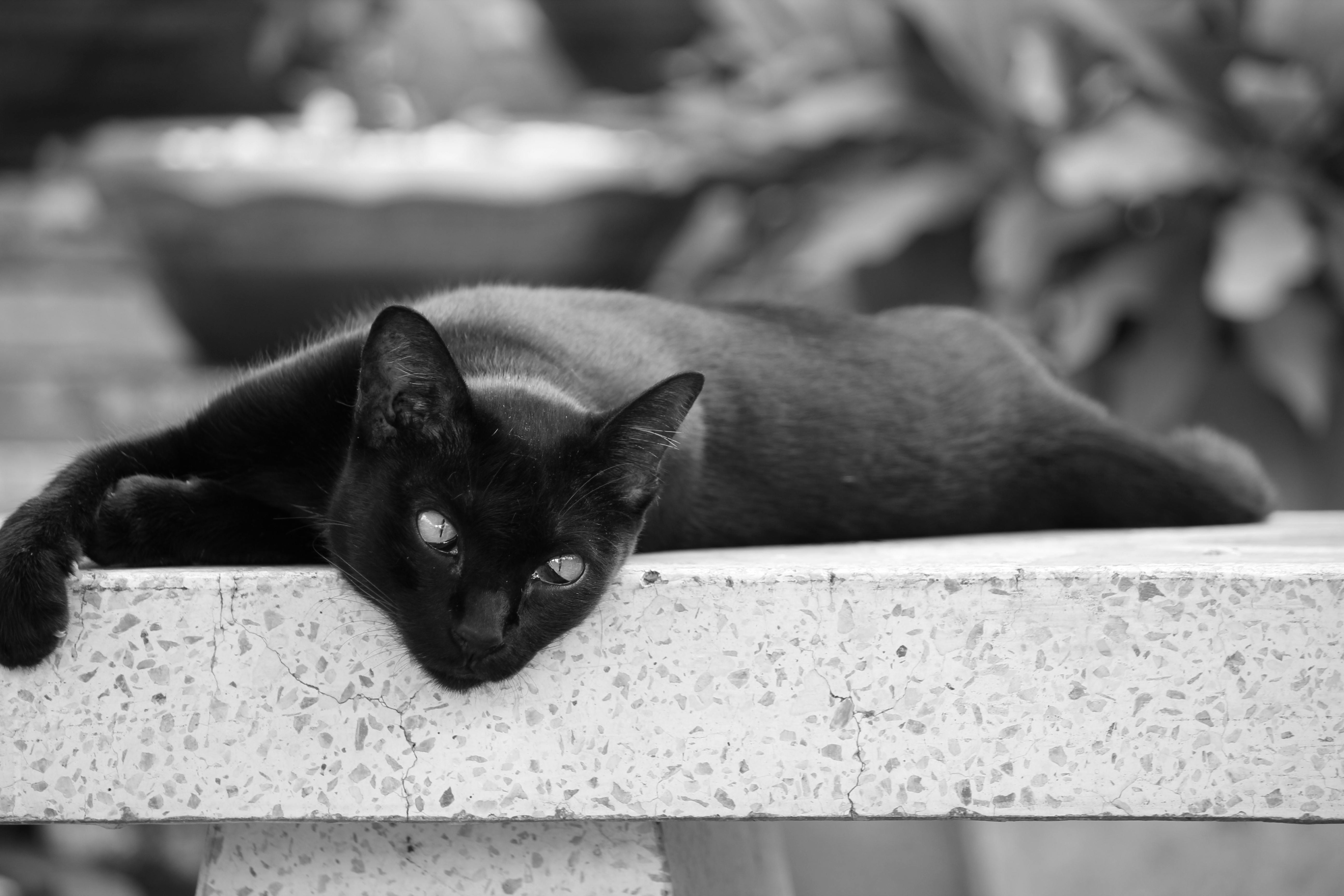 Cat Uia Photos, Download The BEST Free Cat Uia Stock Photos & HD Images