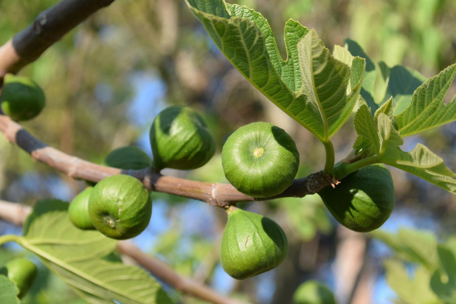Fig Tree Photos, Download The BEST Free Fig Tree Stock Photos & HD Images