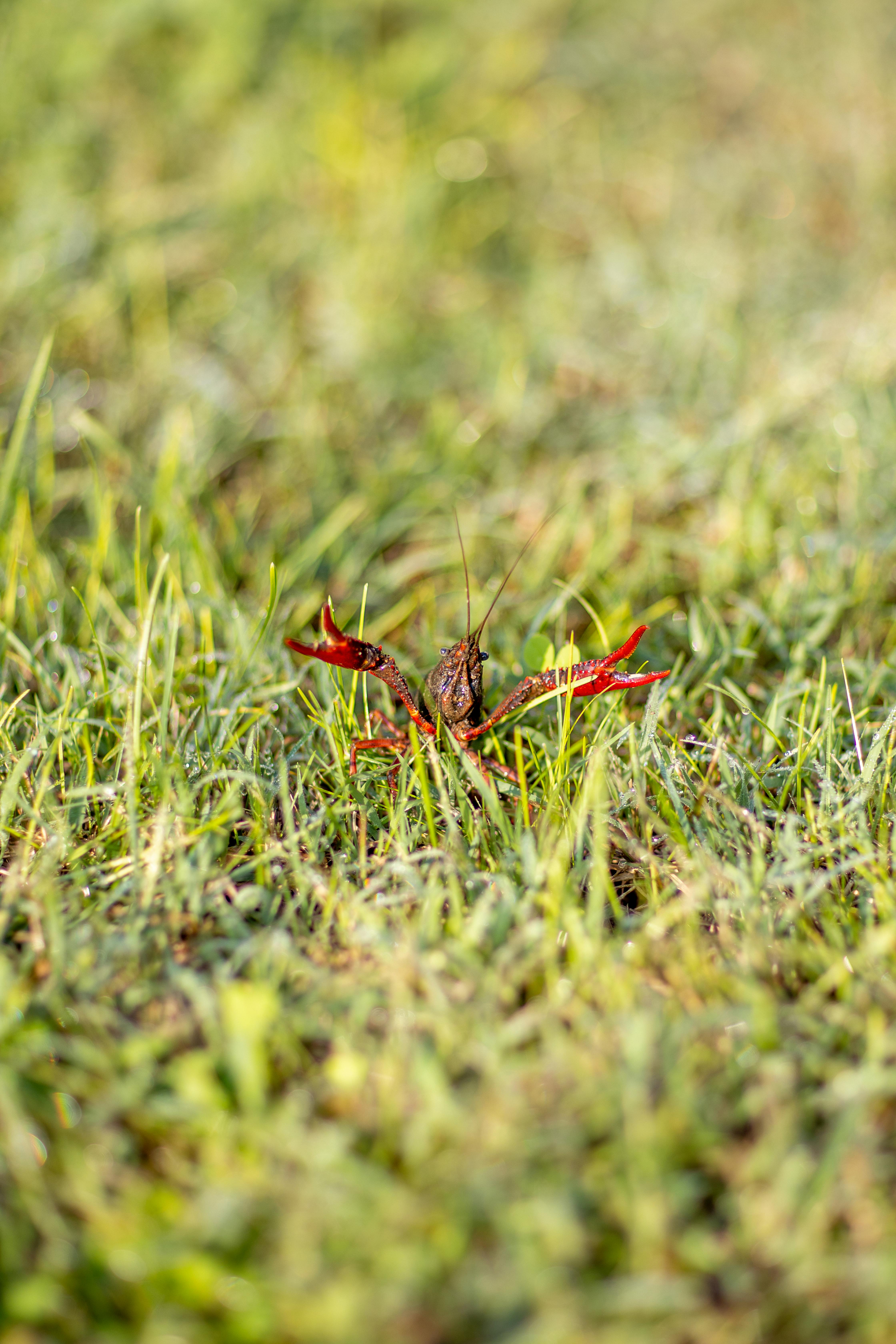 Lac Insect Photos, Download The BEST Free Lac Insect Stock Photos & HD ...