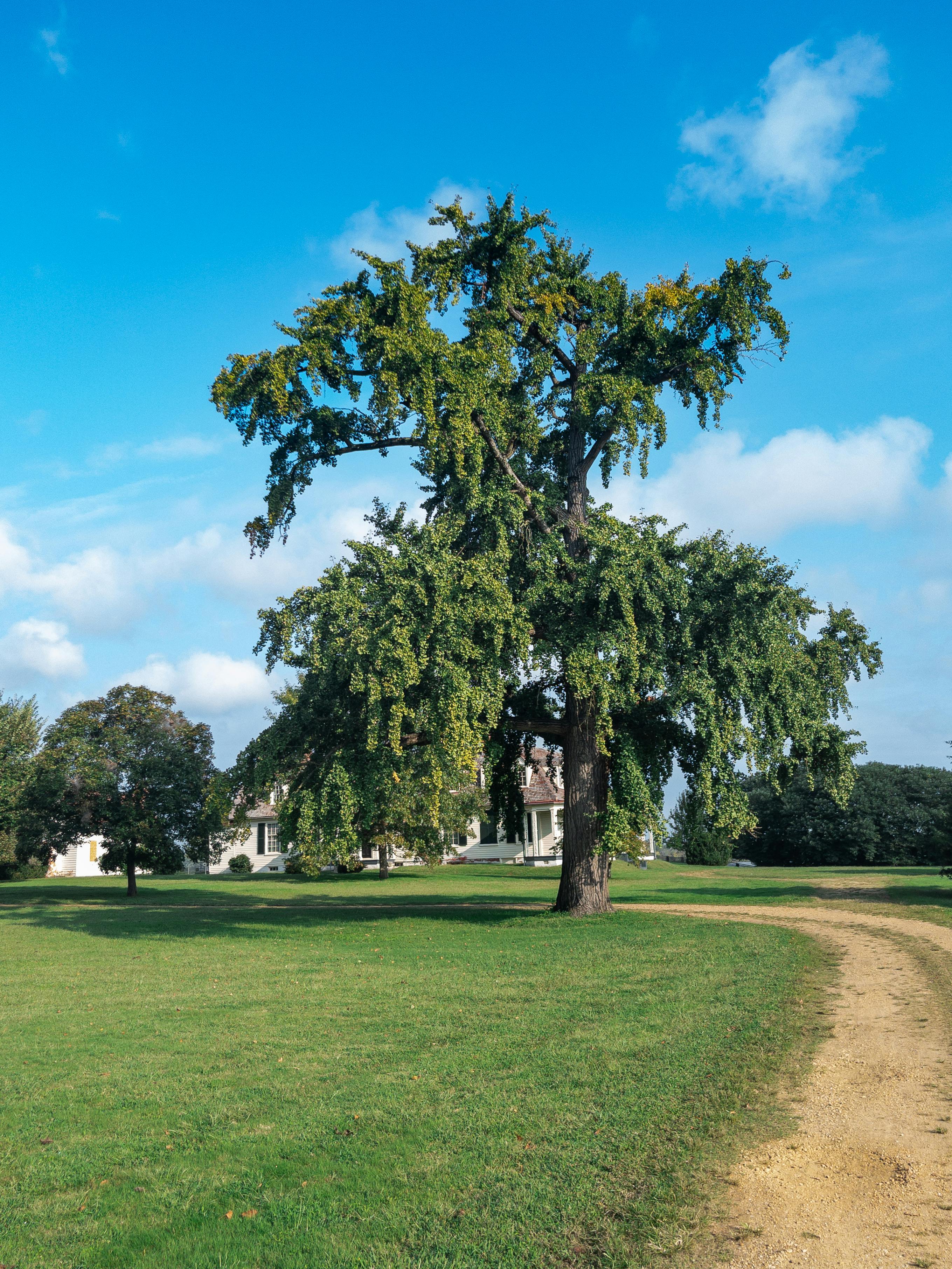 Majestic Tree in Sunny Park Landscape · Free Stock Photo