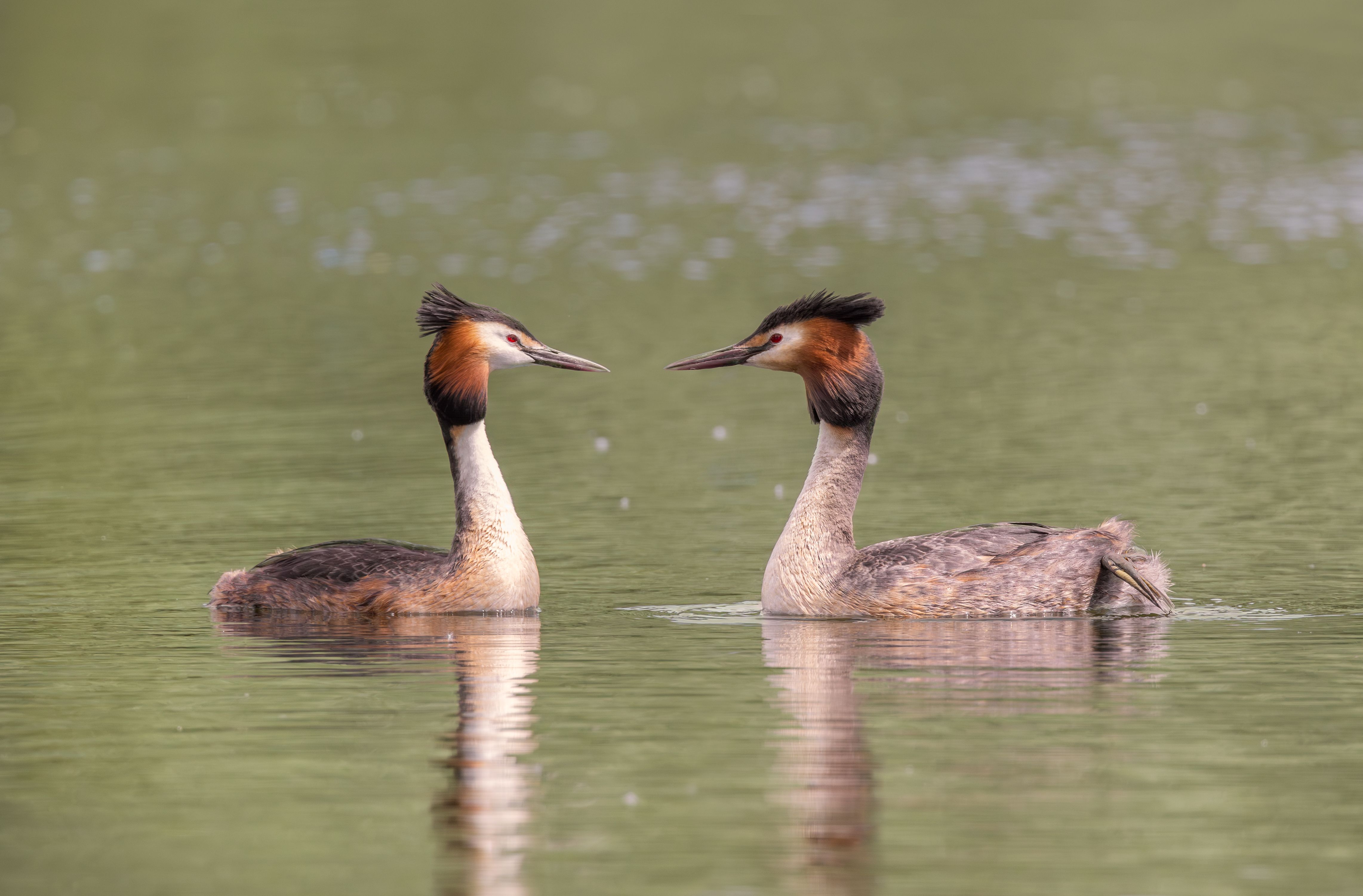 Pair of Great Crested Grebes on a Cambridge Lake · Free Stock Photo