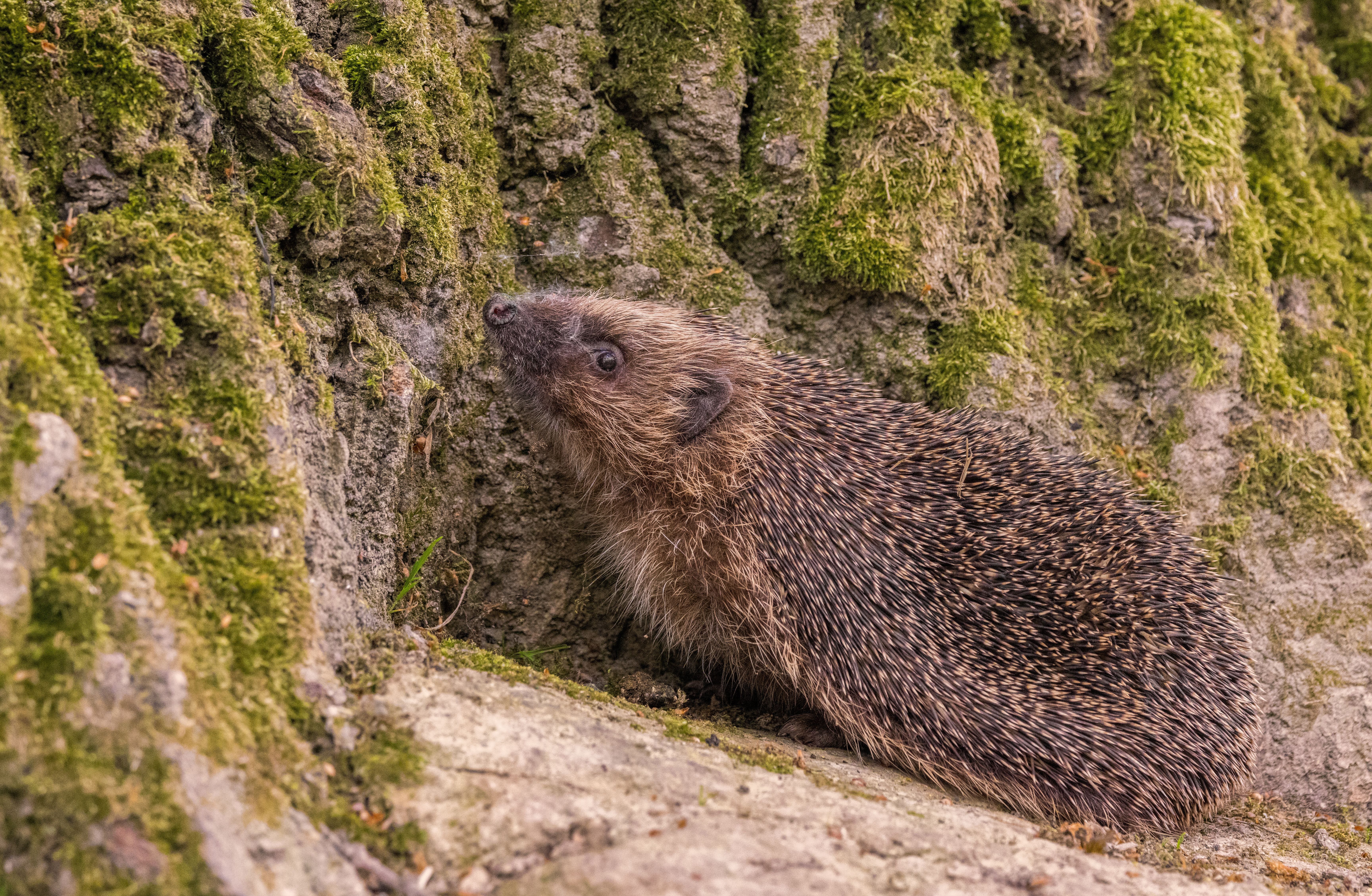 Hedgehog Movement Photos, Download The BEST Free Hedgehog Movement ...