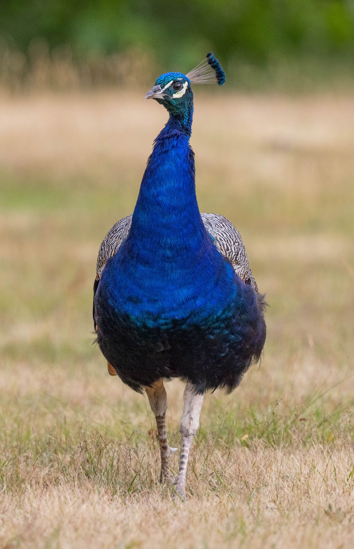 Peacock Bird Photos, Download The BEST Free Peacock Bird Stock Photos ...