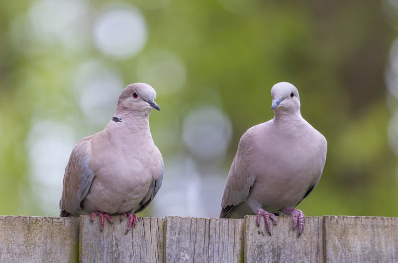 Pictures Of A Dove Photos, Download The BEST Free Pictures Of A Dove ...