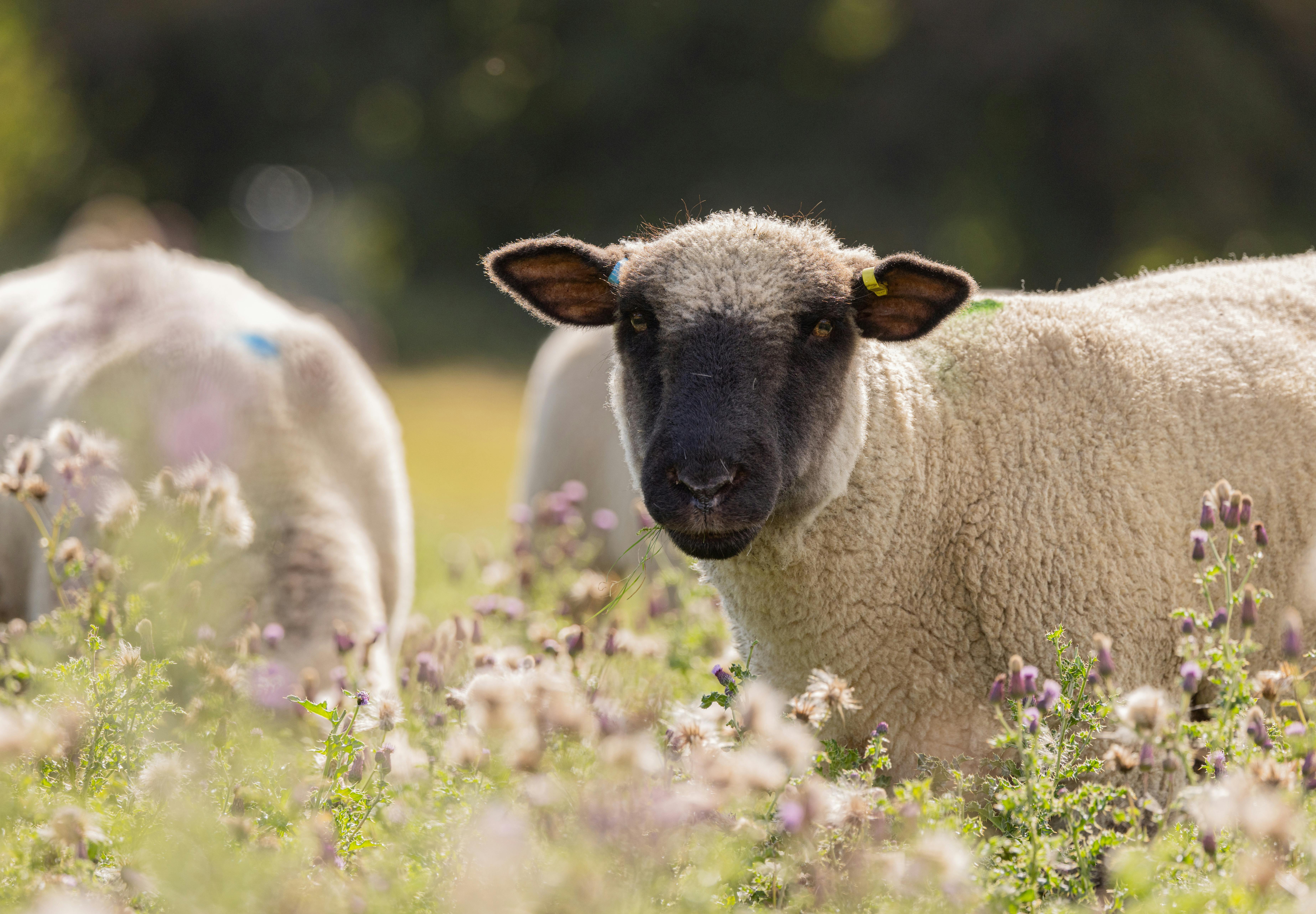 Close-up of Sheep Grazing in Sunny Field · Free Stock Photo