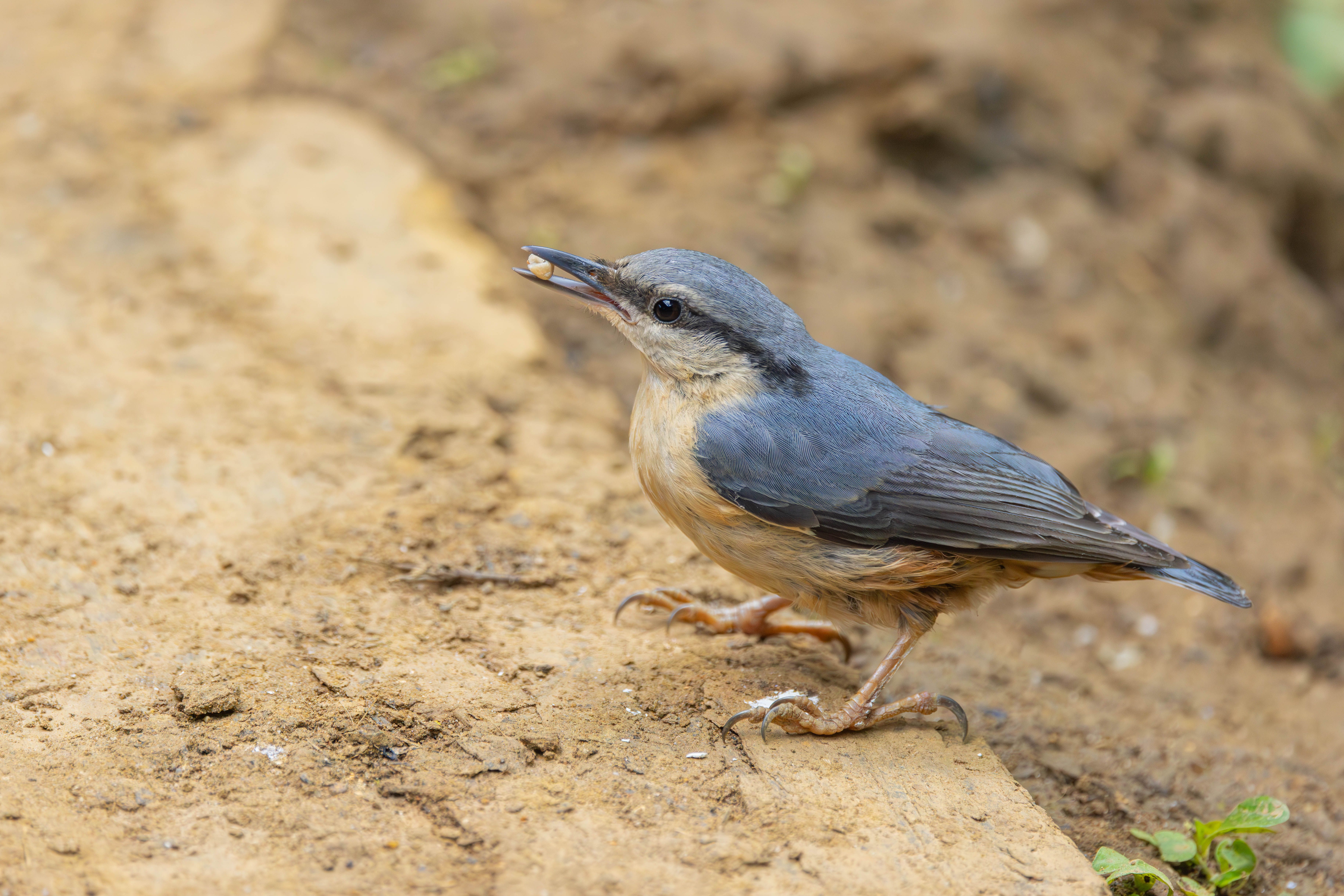 Close-Up of Nuthatch Bird on Earthy Ground · Free Stock Photo