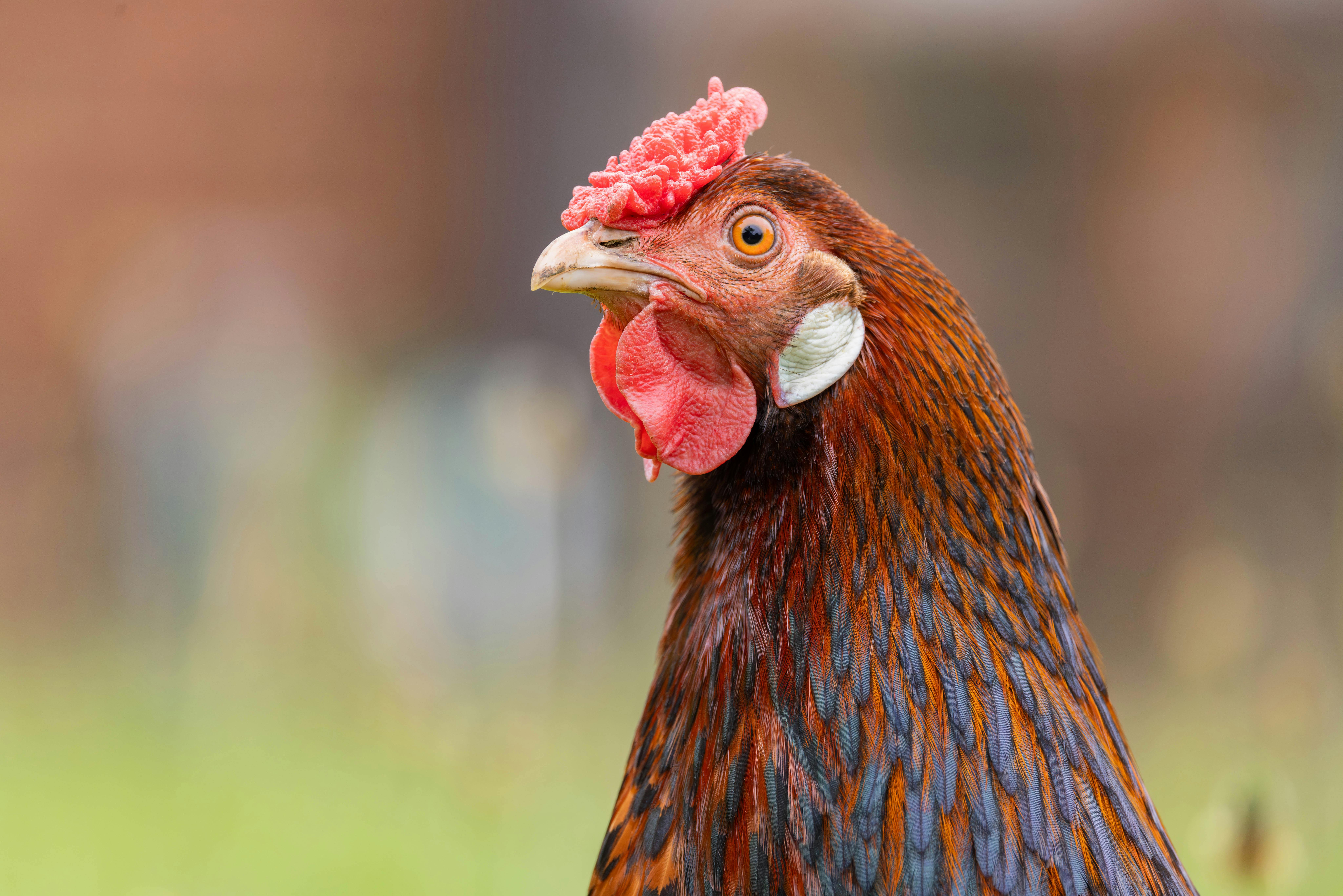 Animal Head Photos, Download The BEST Free Animal Head Stock Photos ...