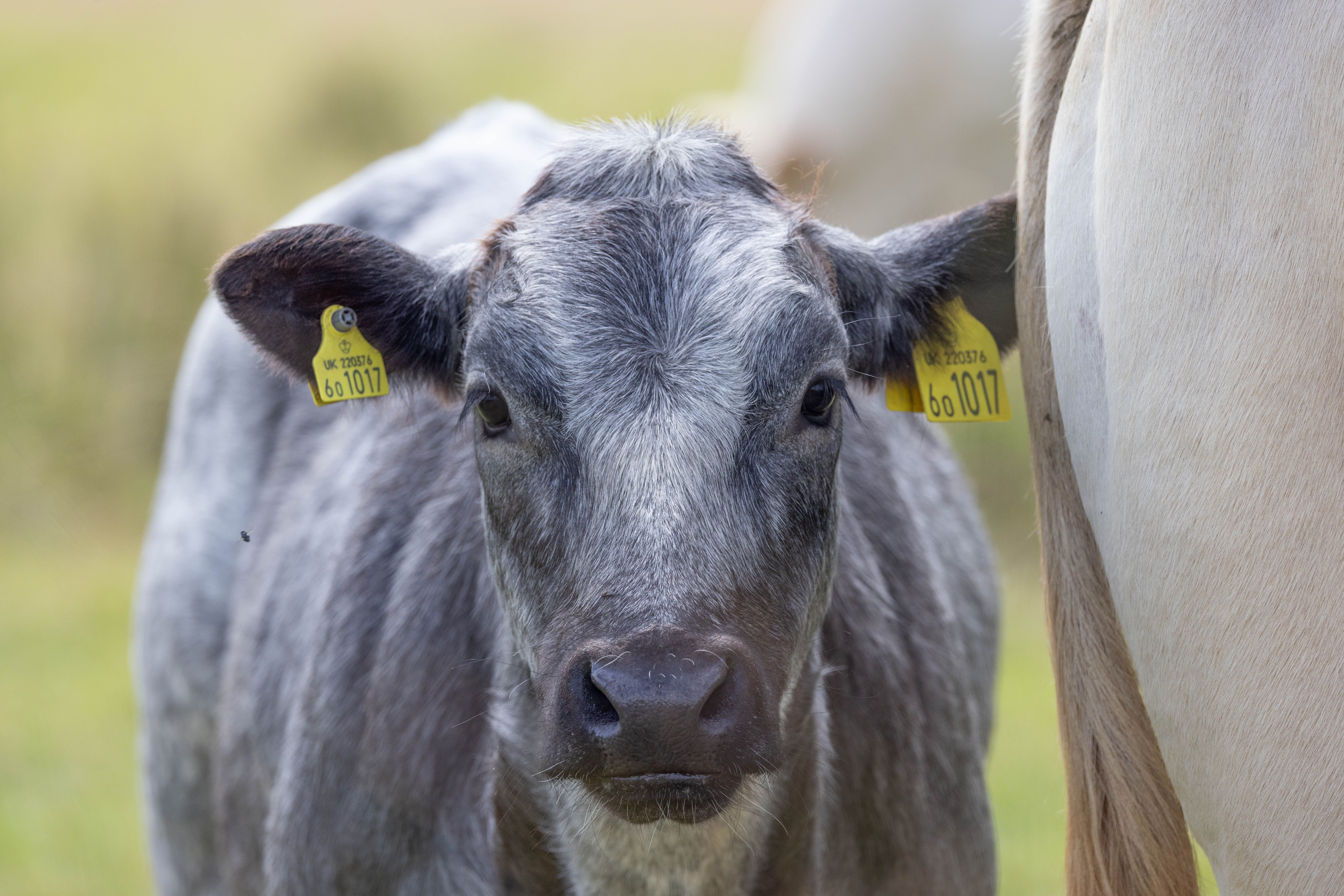 Close-up of a Young Grey Cow in a Field · Free Stock Photo