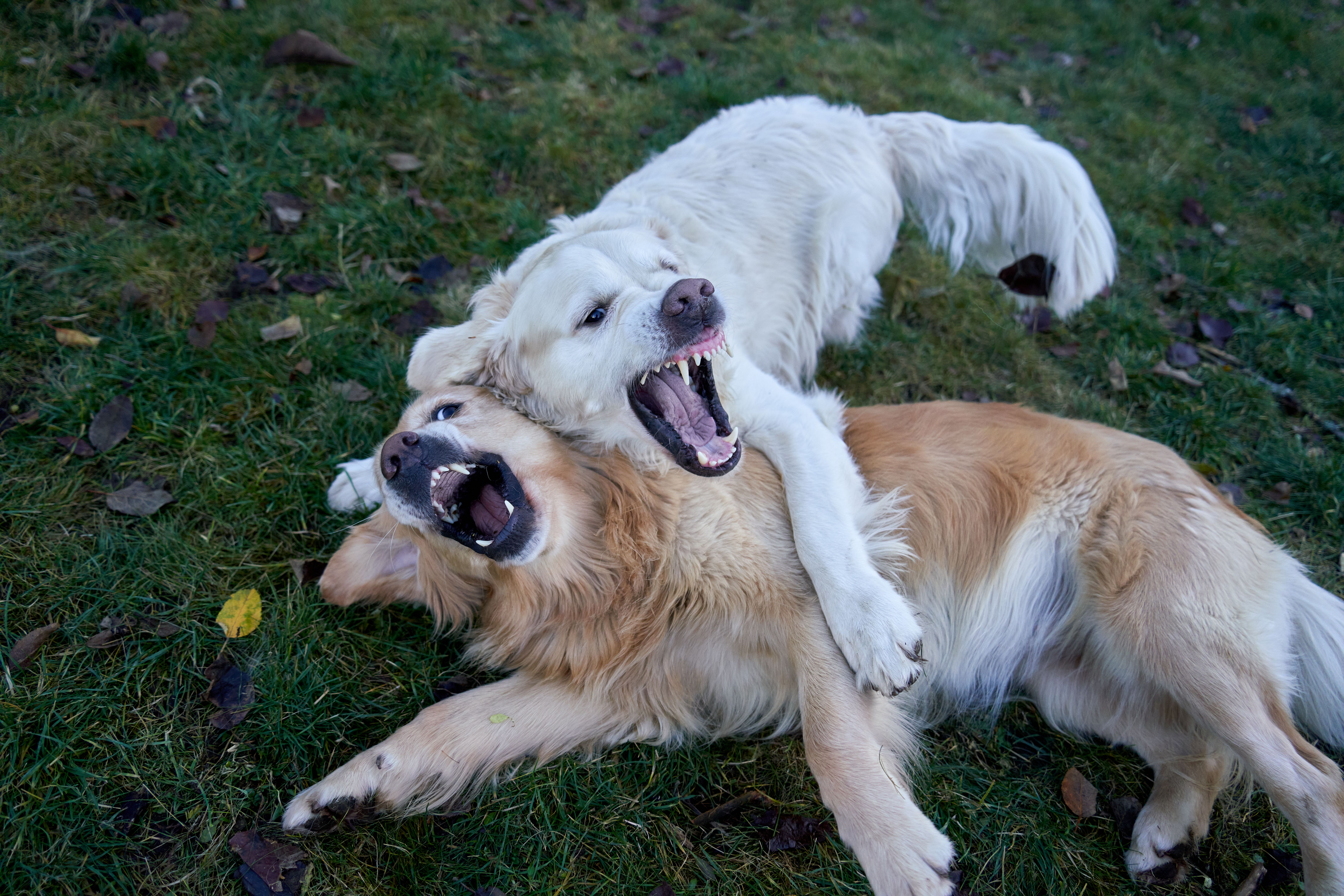 Golden Retrievers Play Fighting in Oslo Park · Free Stock Photo