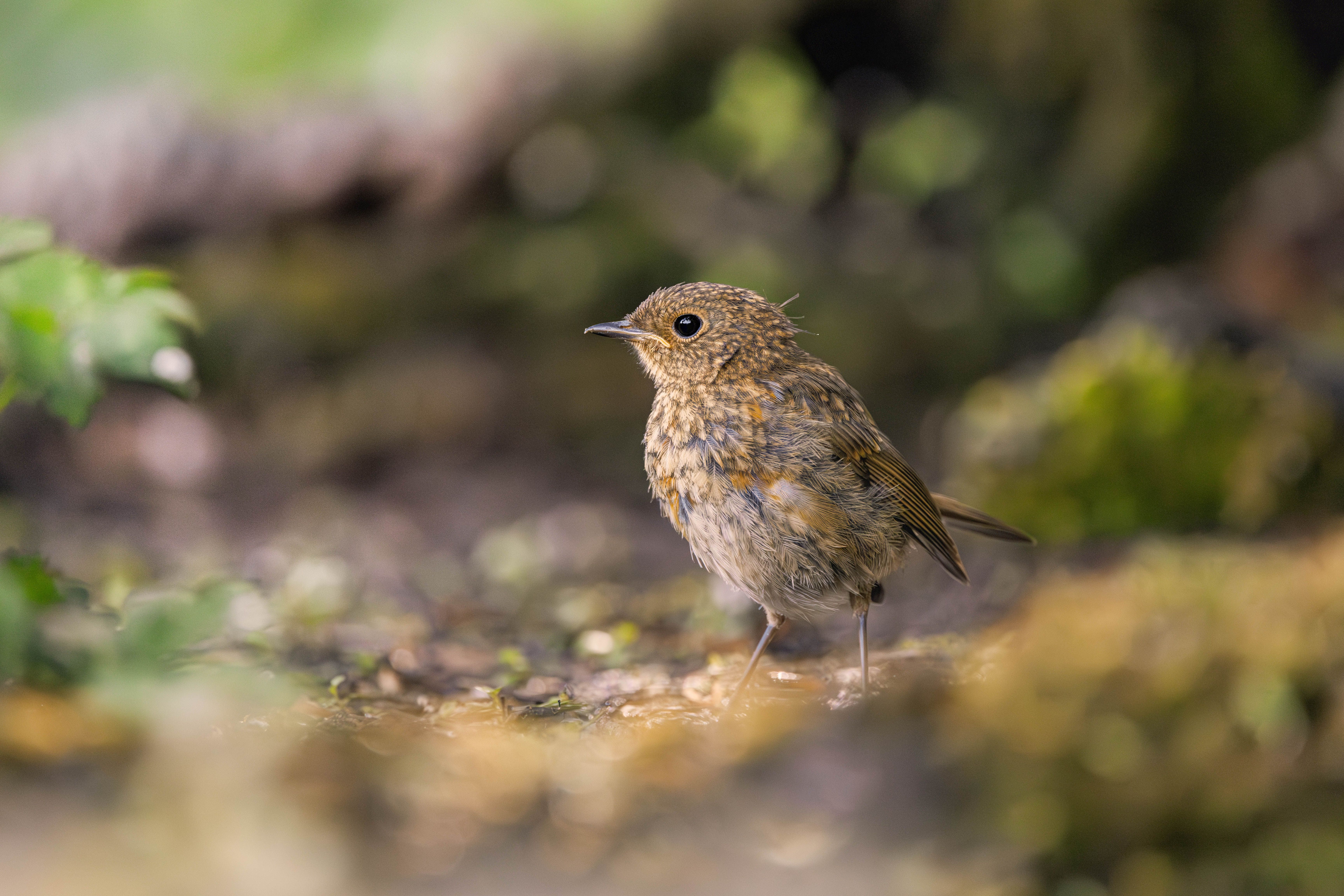 Fledgling Robin in Lush English Woodland · Free Stock Photo
