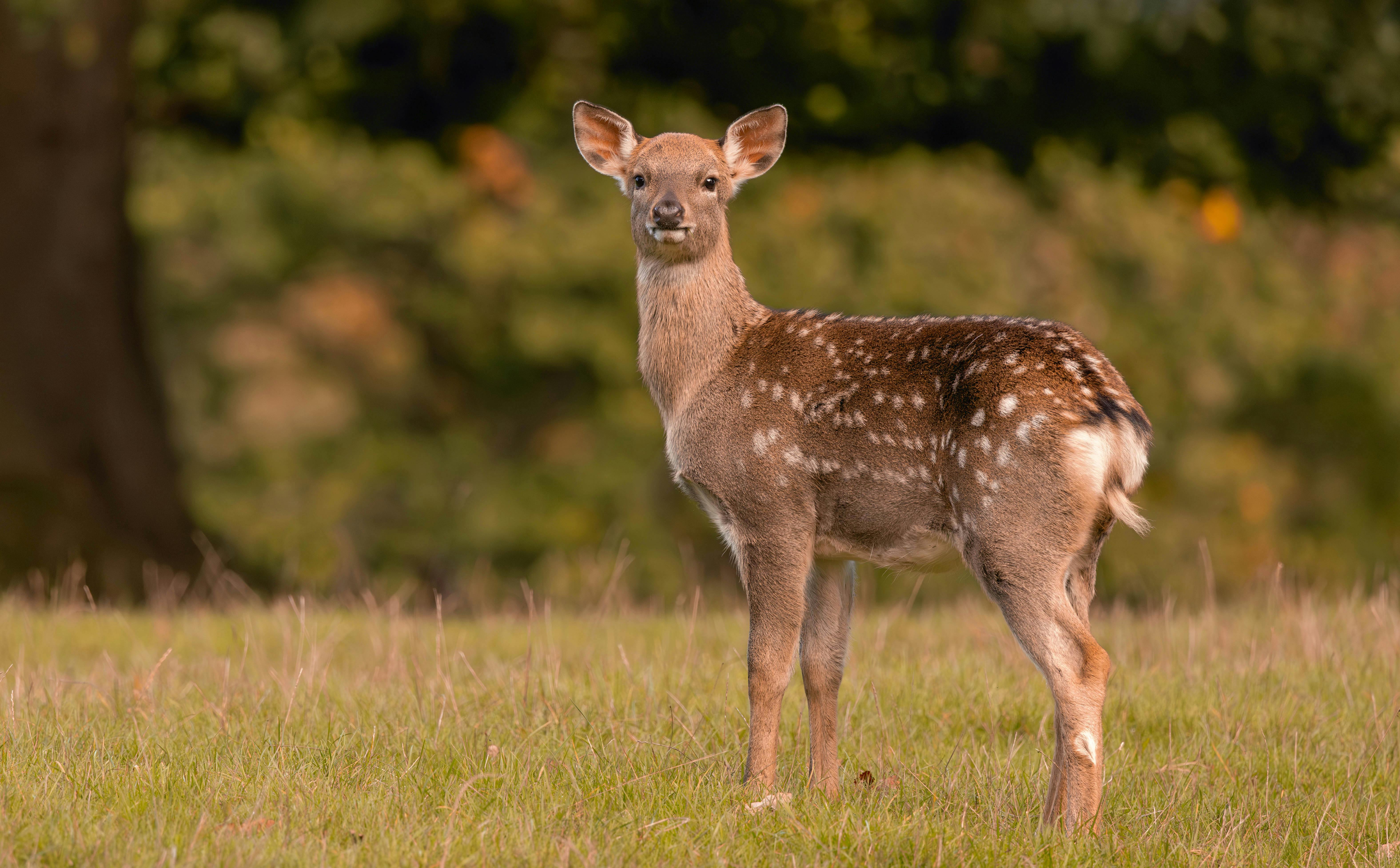 Standing Deer Photos, Download The BEST Free Standing Deer Stock Photos ...