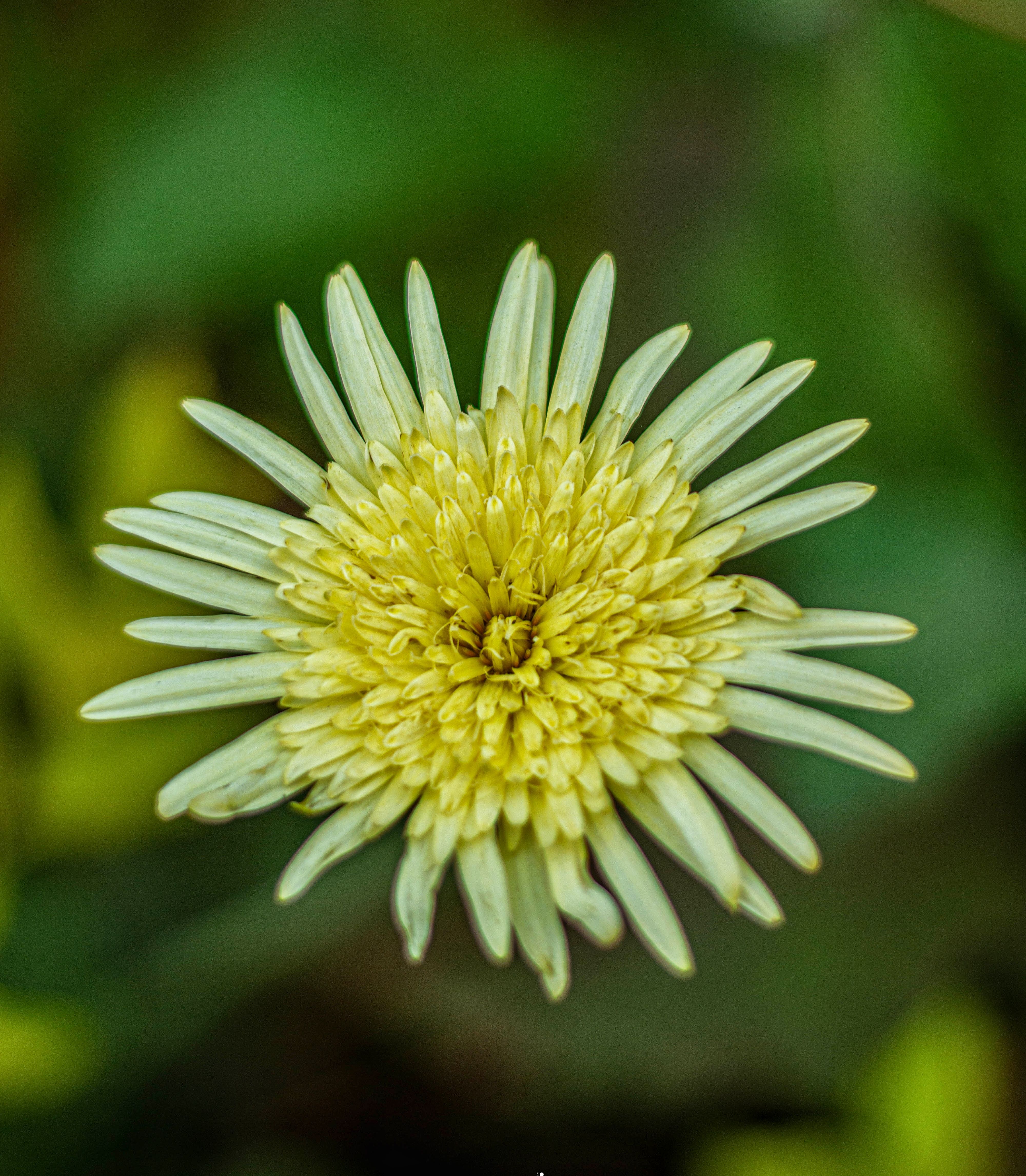 Flower Art Photos, Download The BEST Free Flower Art Stock Photos & HD ...