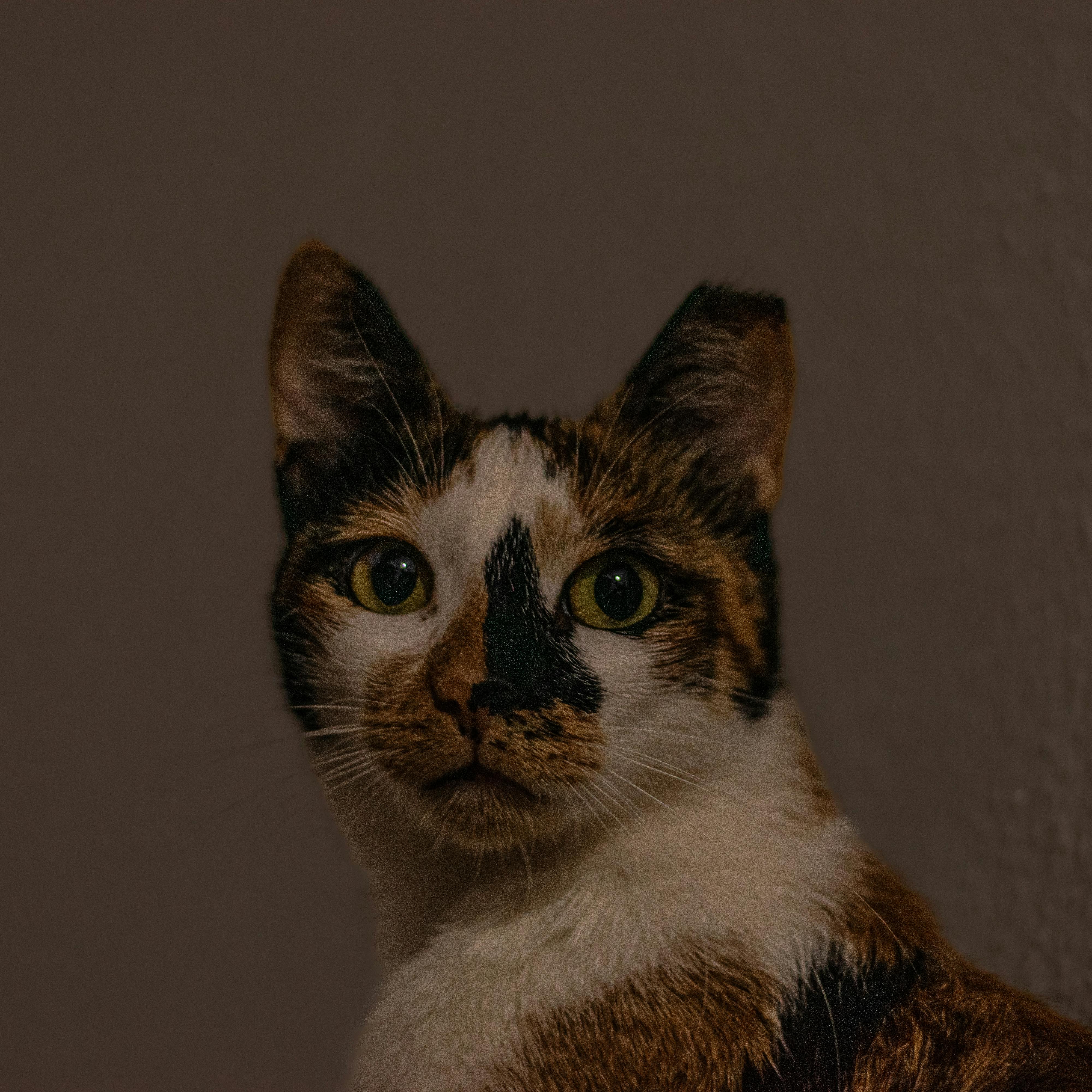 Crazy Cat Photos, Download The BEST Free Crazy Cat Stock Photos & HD Images