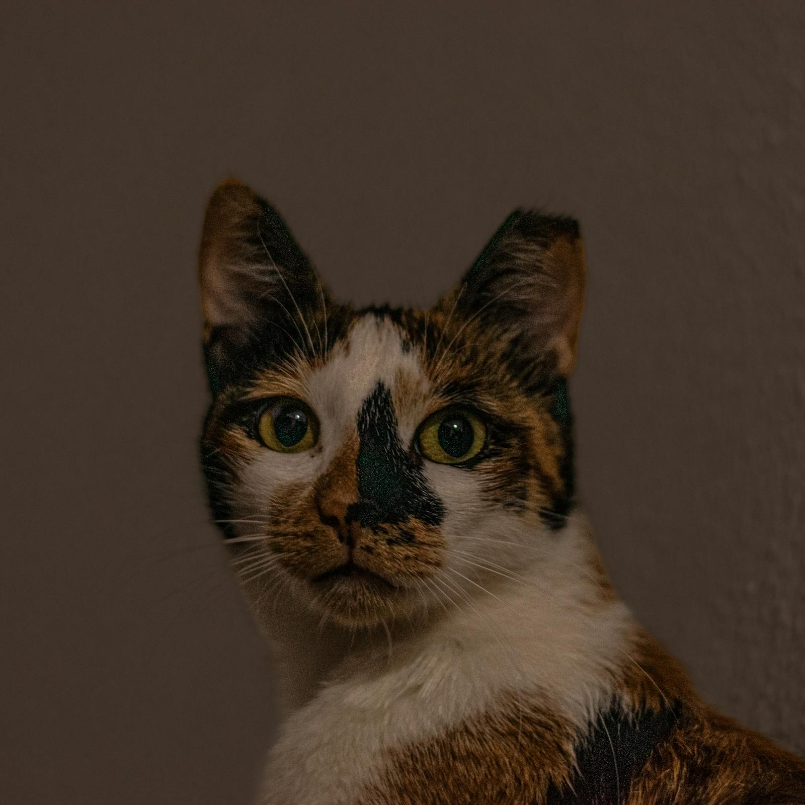 Alien Cat Photos, Download The BEST Free Alien Cat Stock Photos & HD Images