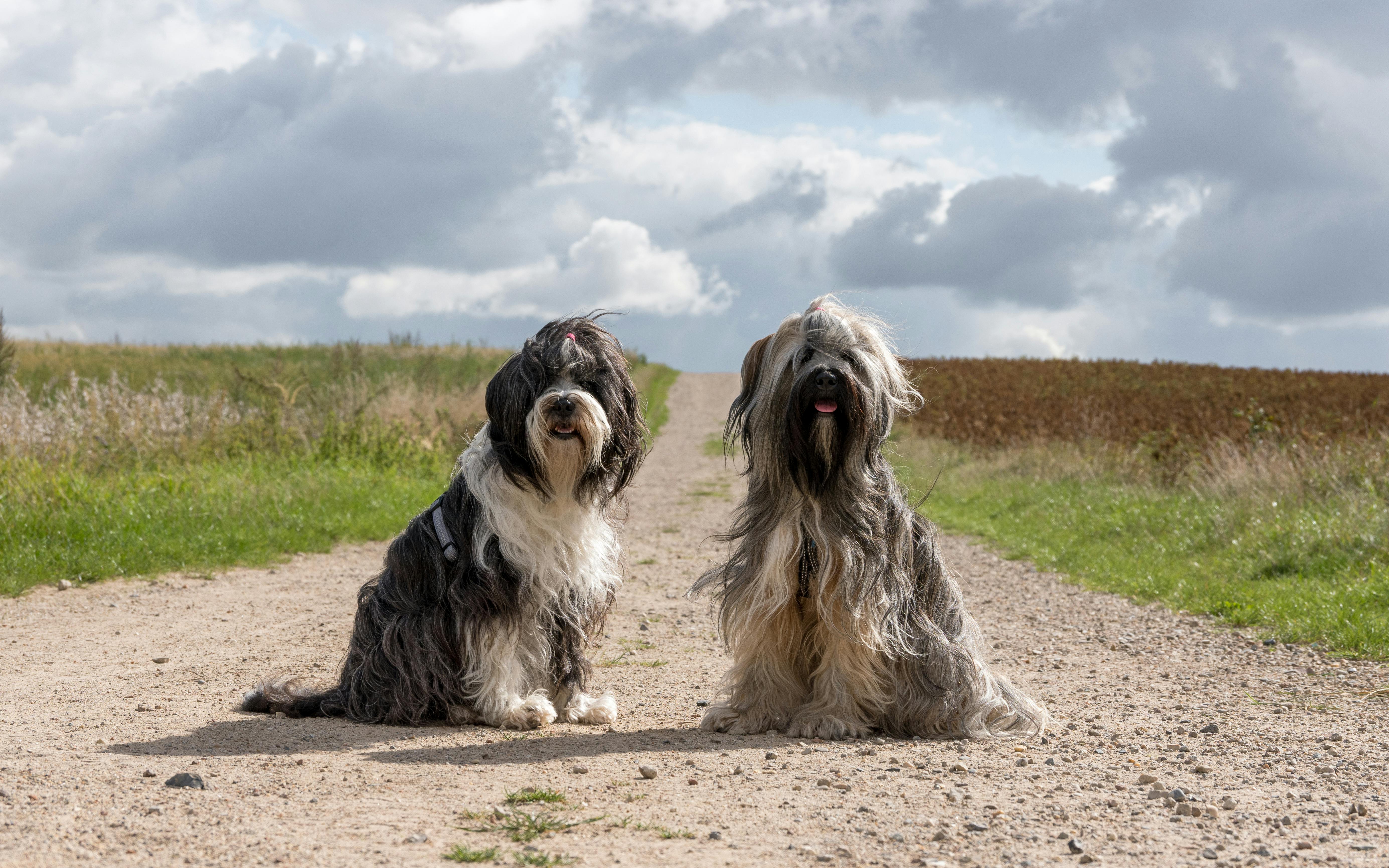 Happy Dogs Images Photos, Download The BEST Free Happy Dogs Images ...