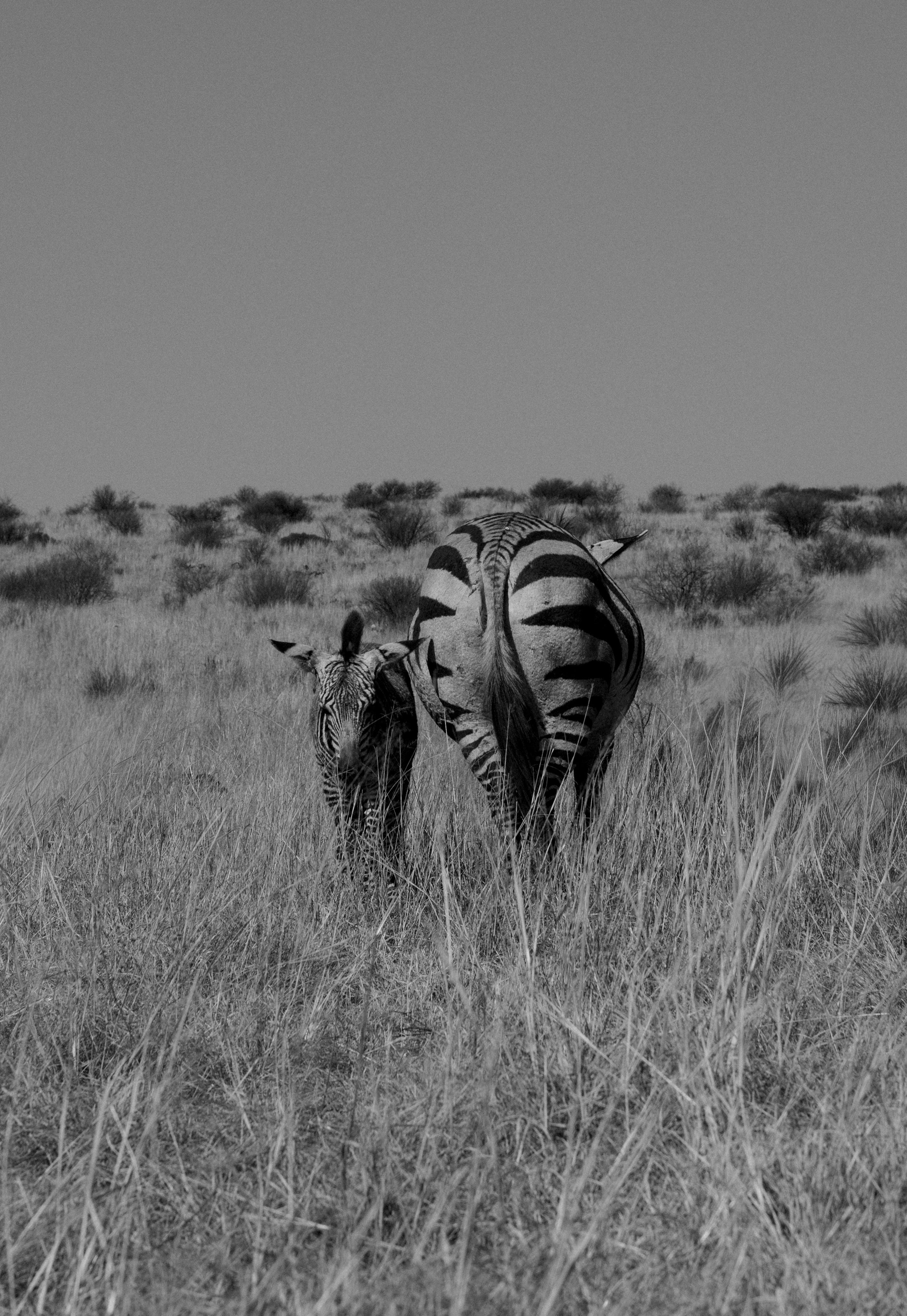 Kiwi+Bird+Walking Photos, Download The BEST Free Kiwi+Bird+Walking ...