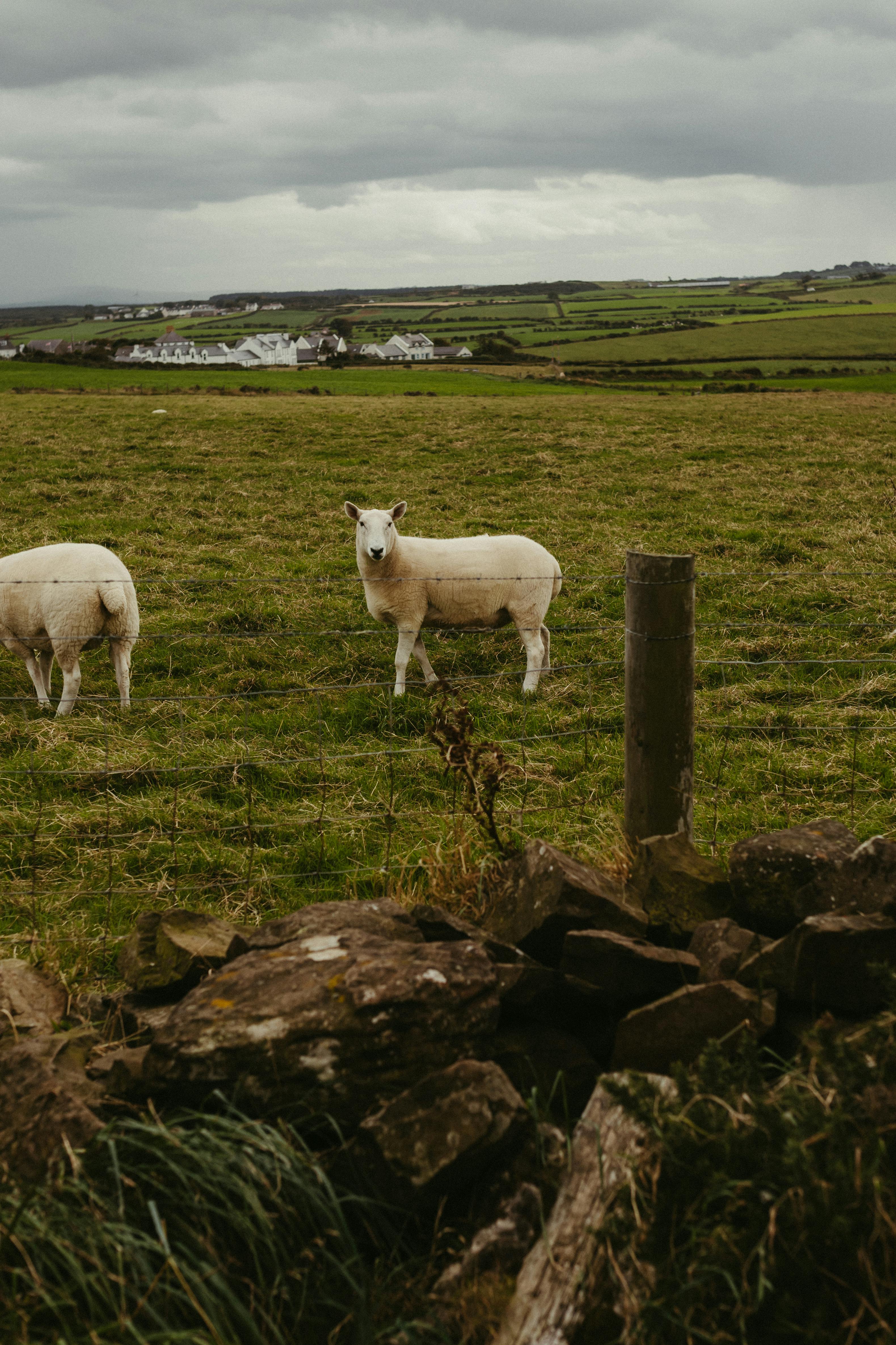 Pictures Of Sheep Photos, Download The BEST Free Pictures Of Sheep Stock Photos & HD Images