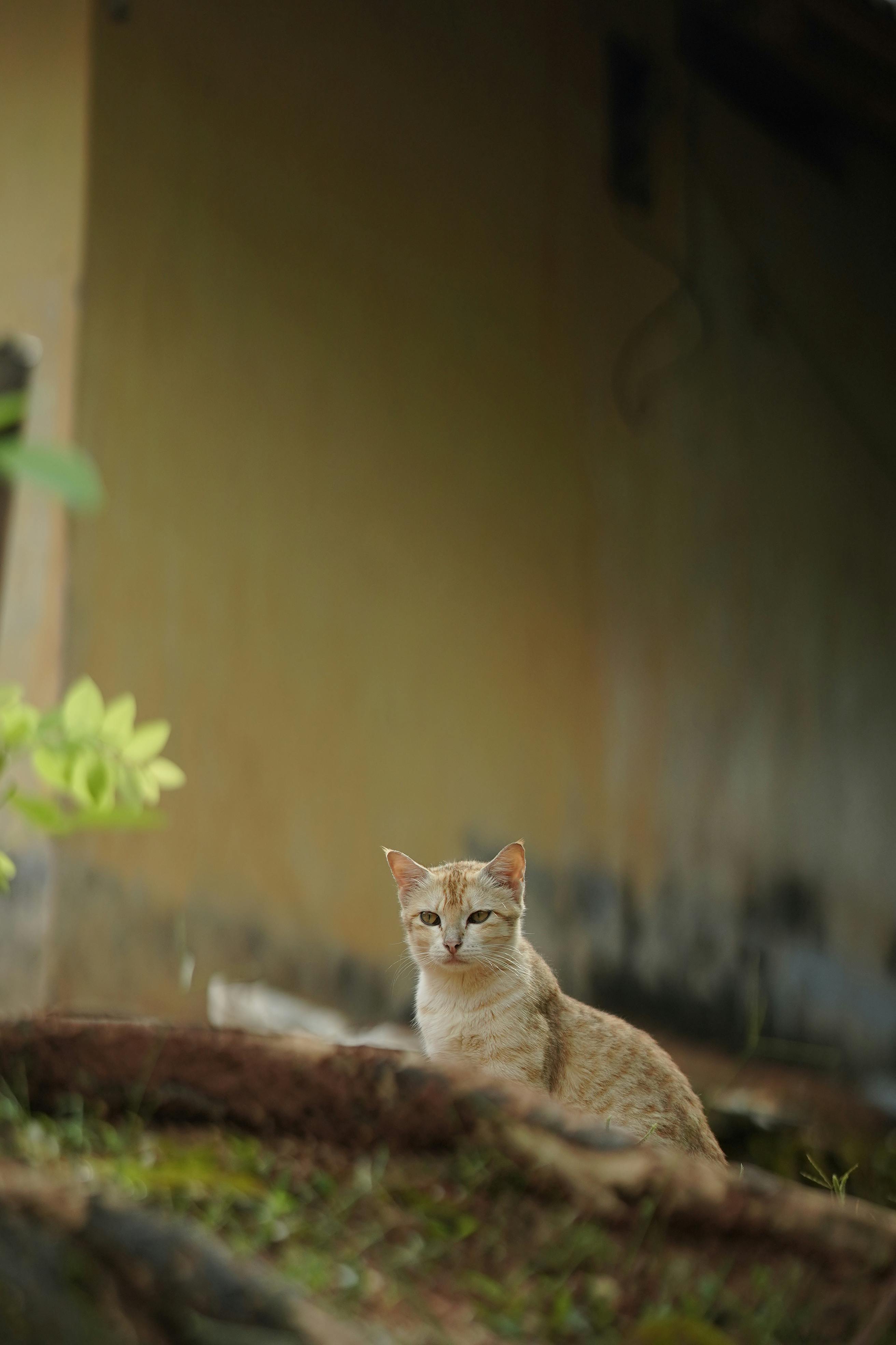 Cute Avatars Photos, Download The BEST Free Cute Avatars Stock Photos ...