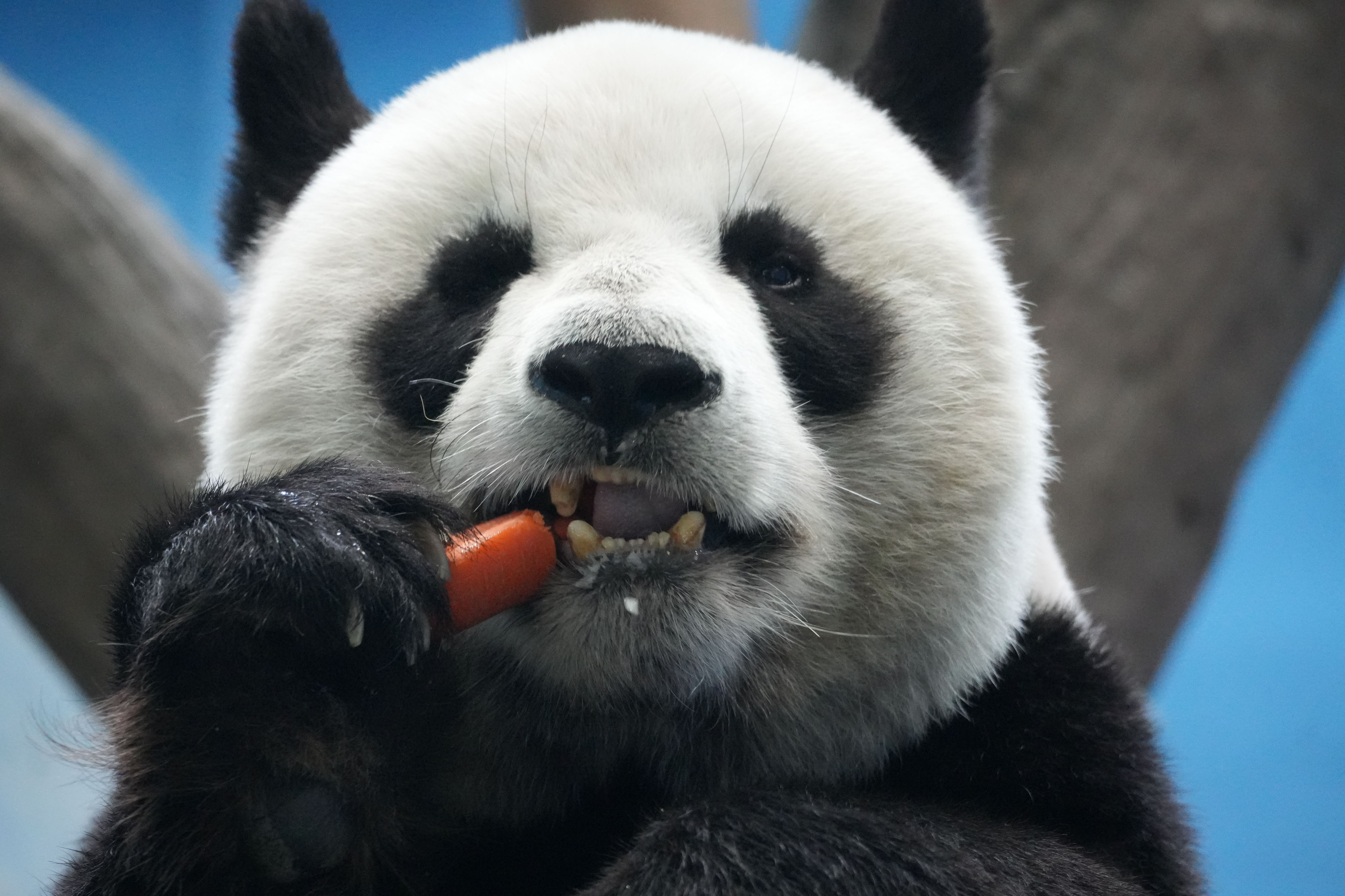 Giant Panda Eating Carrot Close-Up · Free Stock Photo
