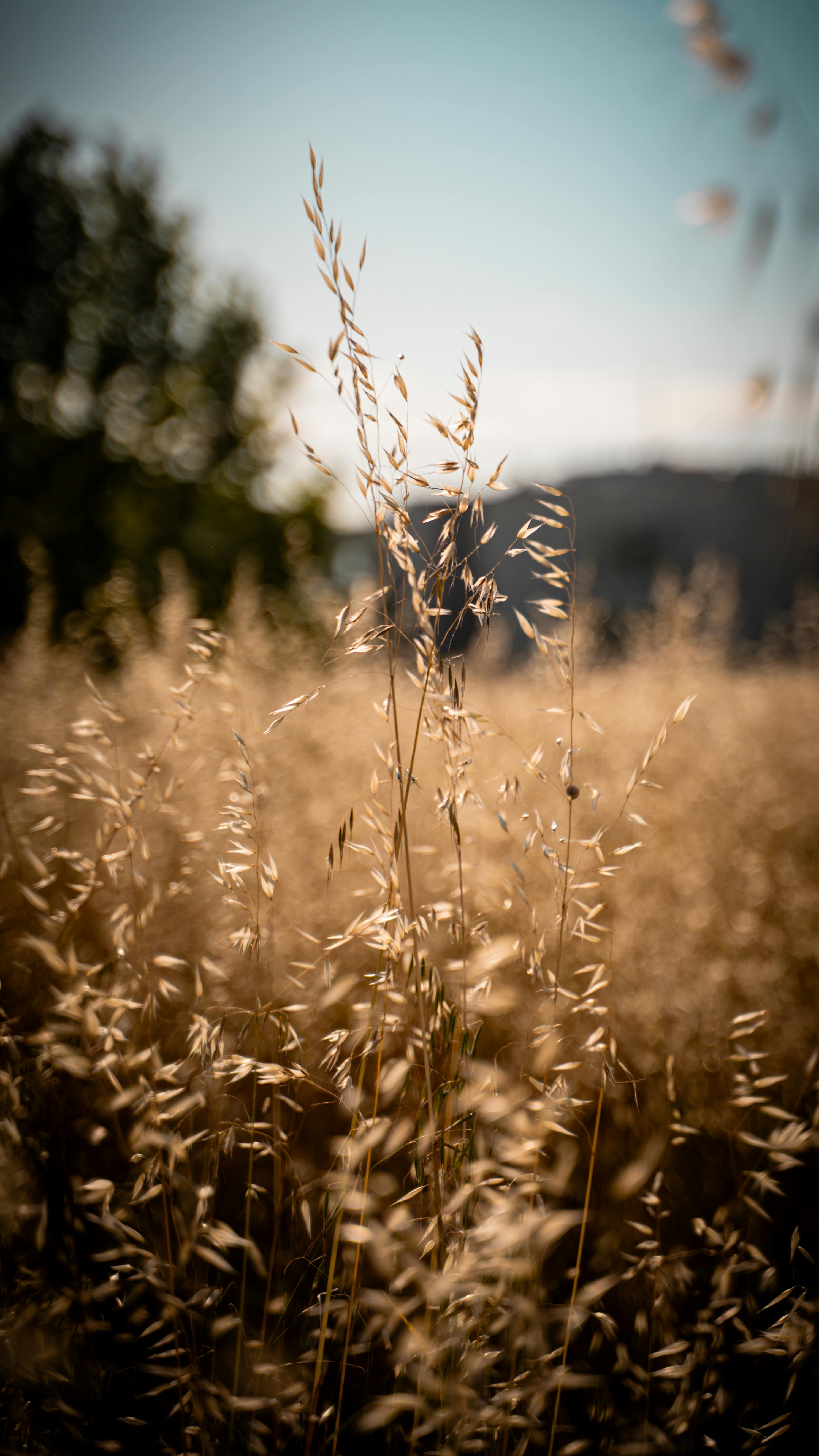 Open+Shirt+Scrollers Photos, Download The BEST Free Open+Shirt ...