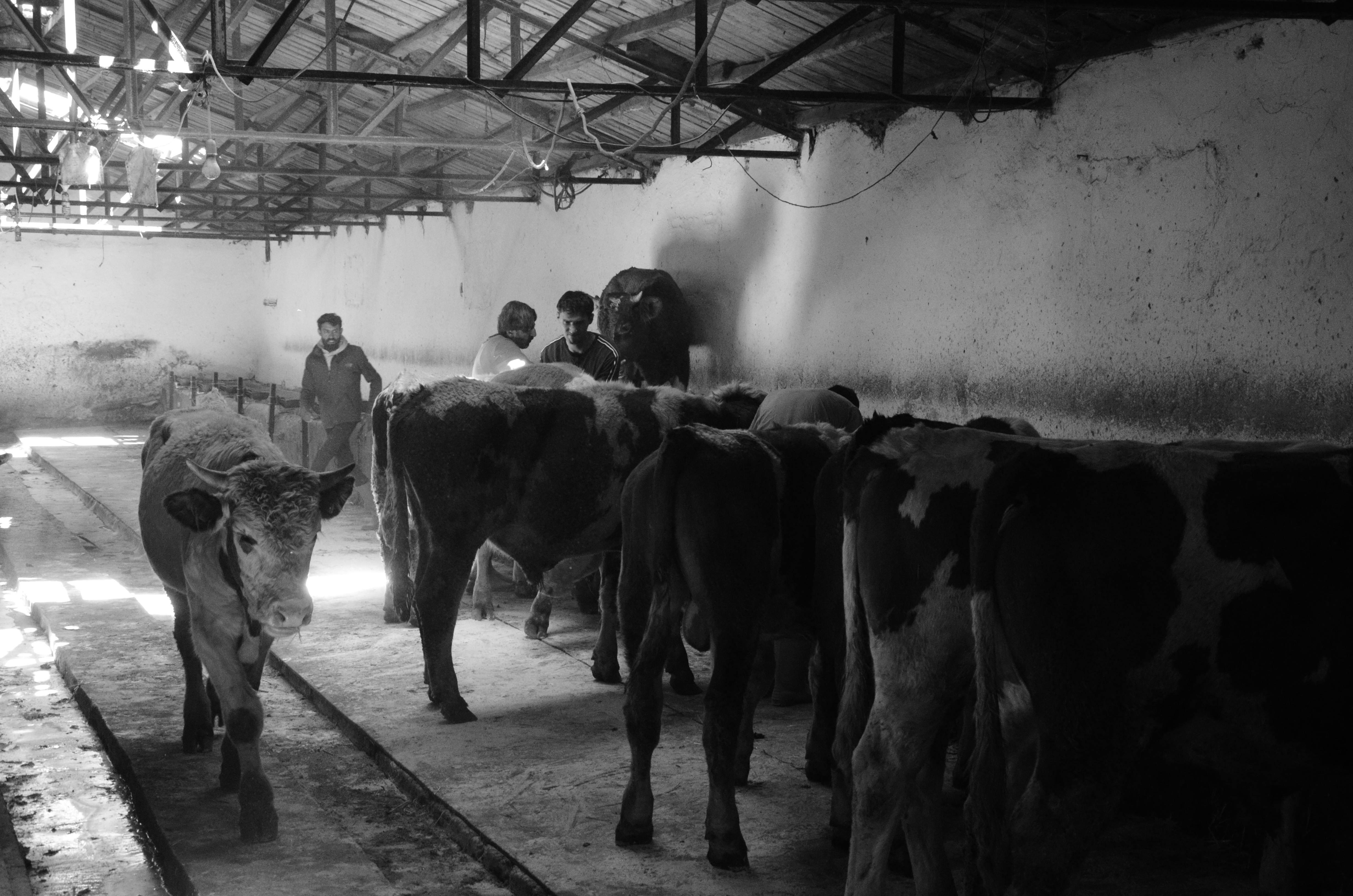 Anime+Goon+Wallpaper Photos, Download The BEST Free Anime+Goon ...