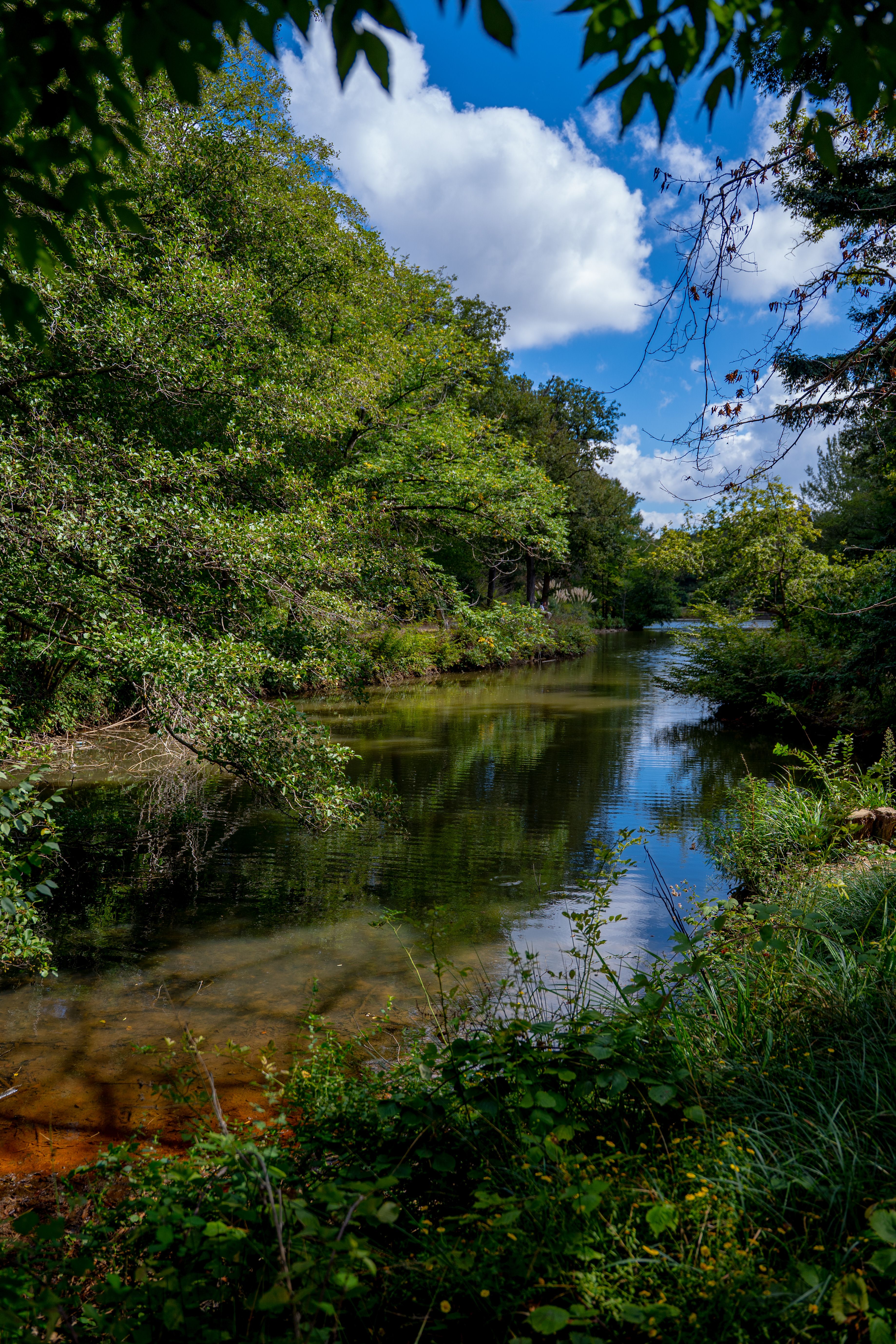 Peaceful Riverside Scenery with Lush Greenery · Free Stock Photo