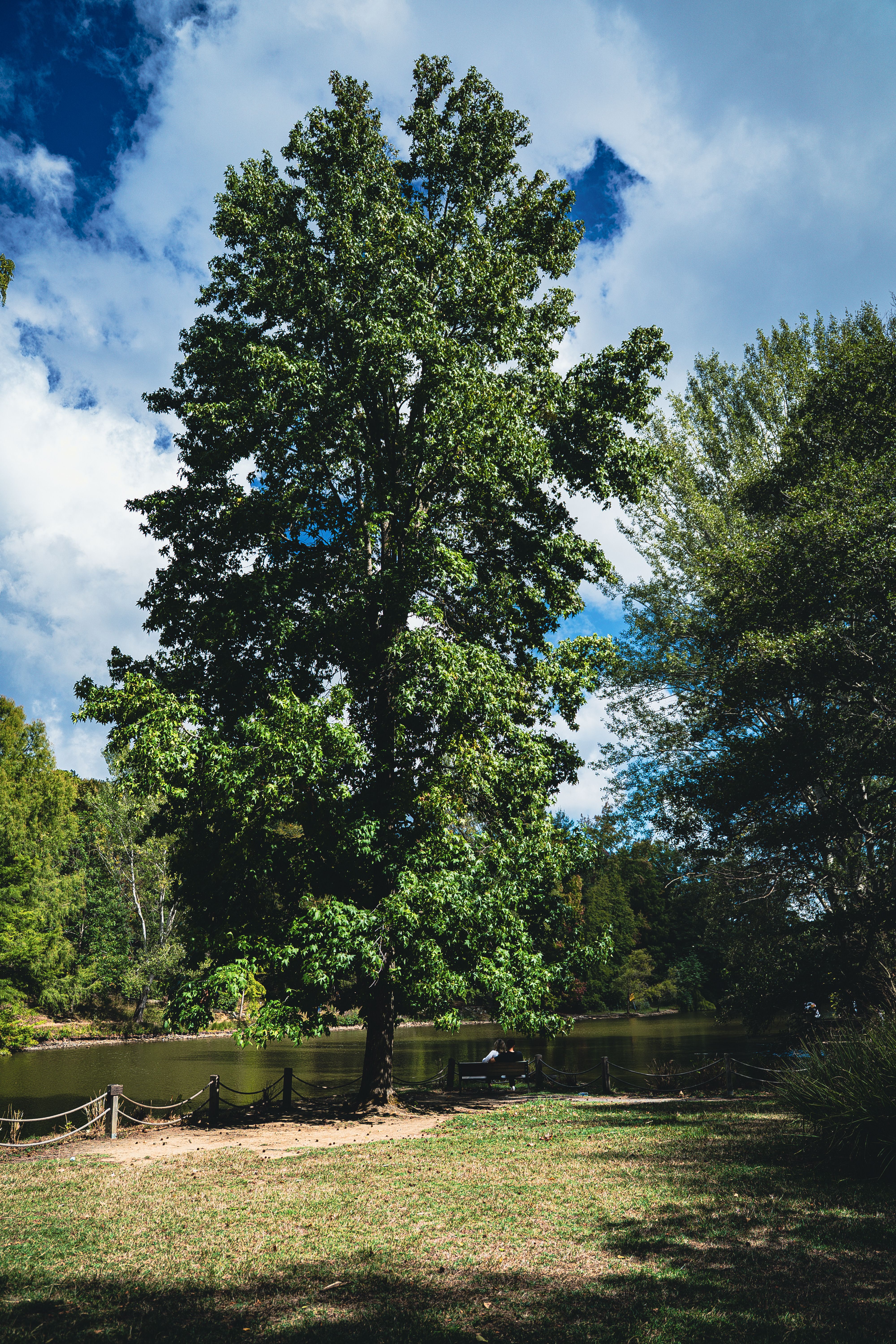 Grand Arbre Au Bord D'un Lac Serein Par Une Journée Ensoleillée · Photo ...
