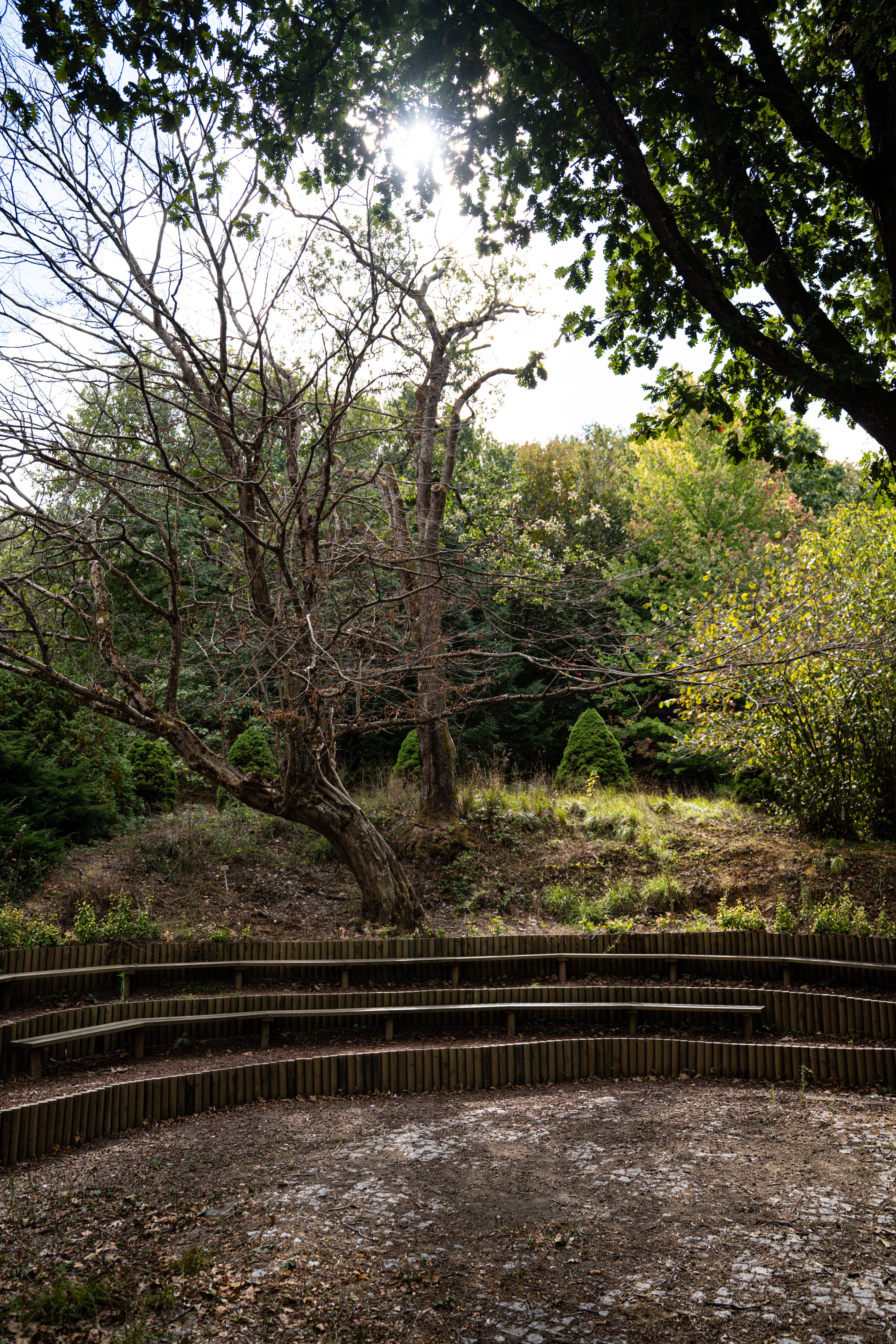 Serene Outdoor Amphitheater in Sunlit Forest · Free Stock Photo