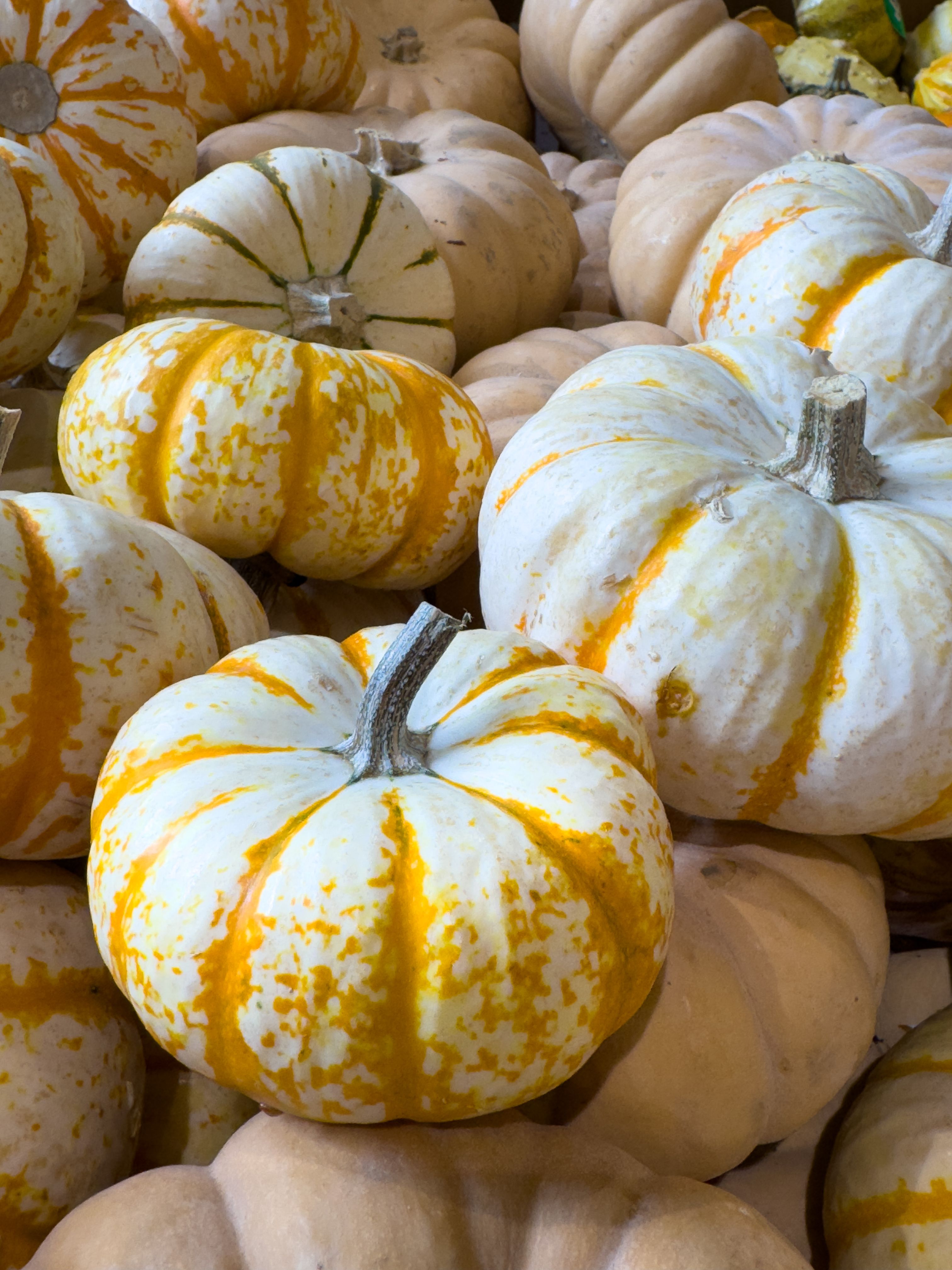 Fall October Photos, Download The BEST Free Fall October Stock Photos ...