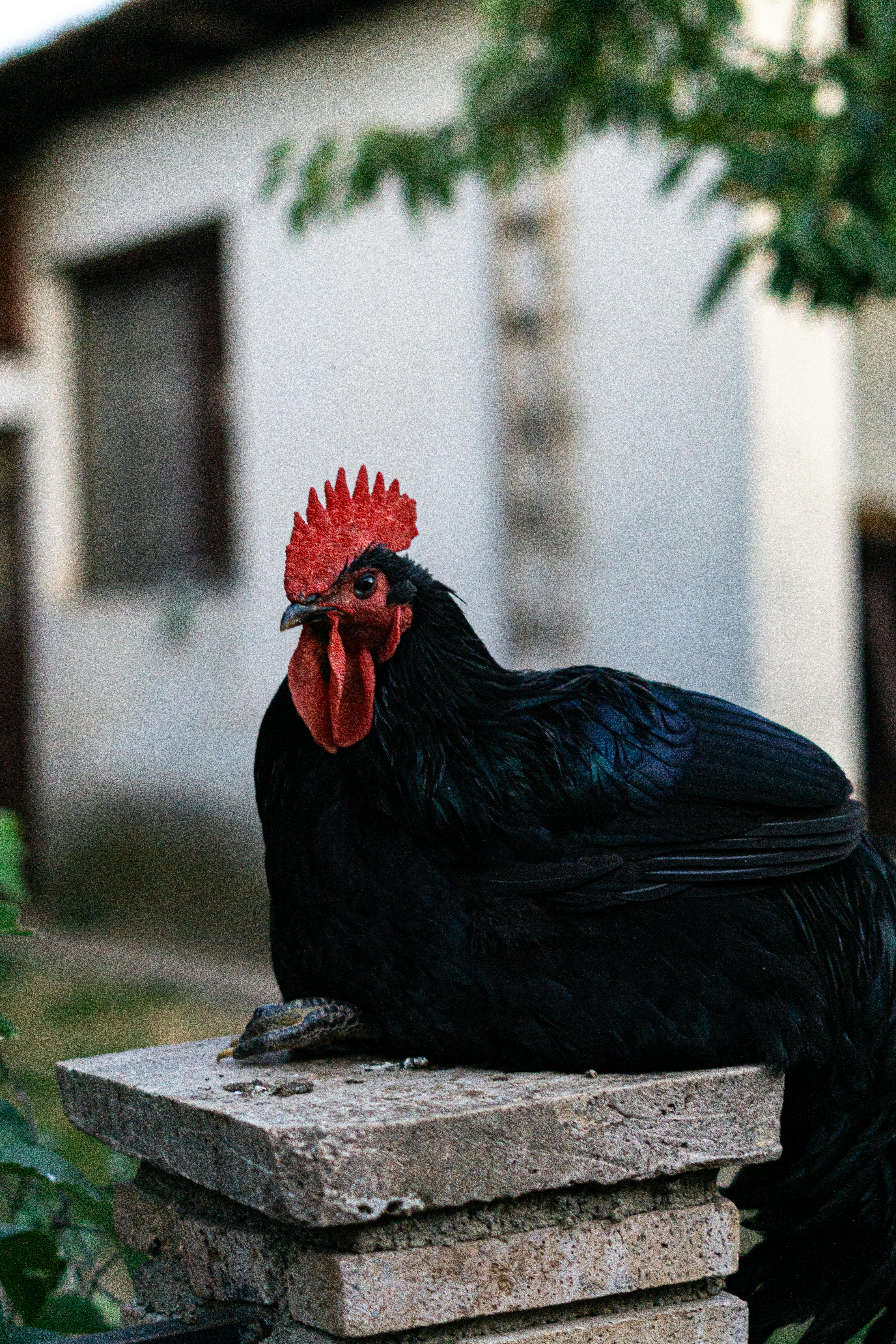 Free+Obby+Thumbnail Photos, Download The BEST Free Free+Obby+Thumbnail ...