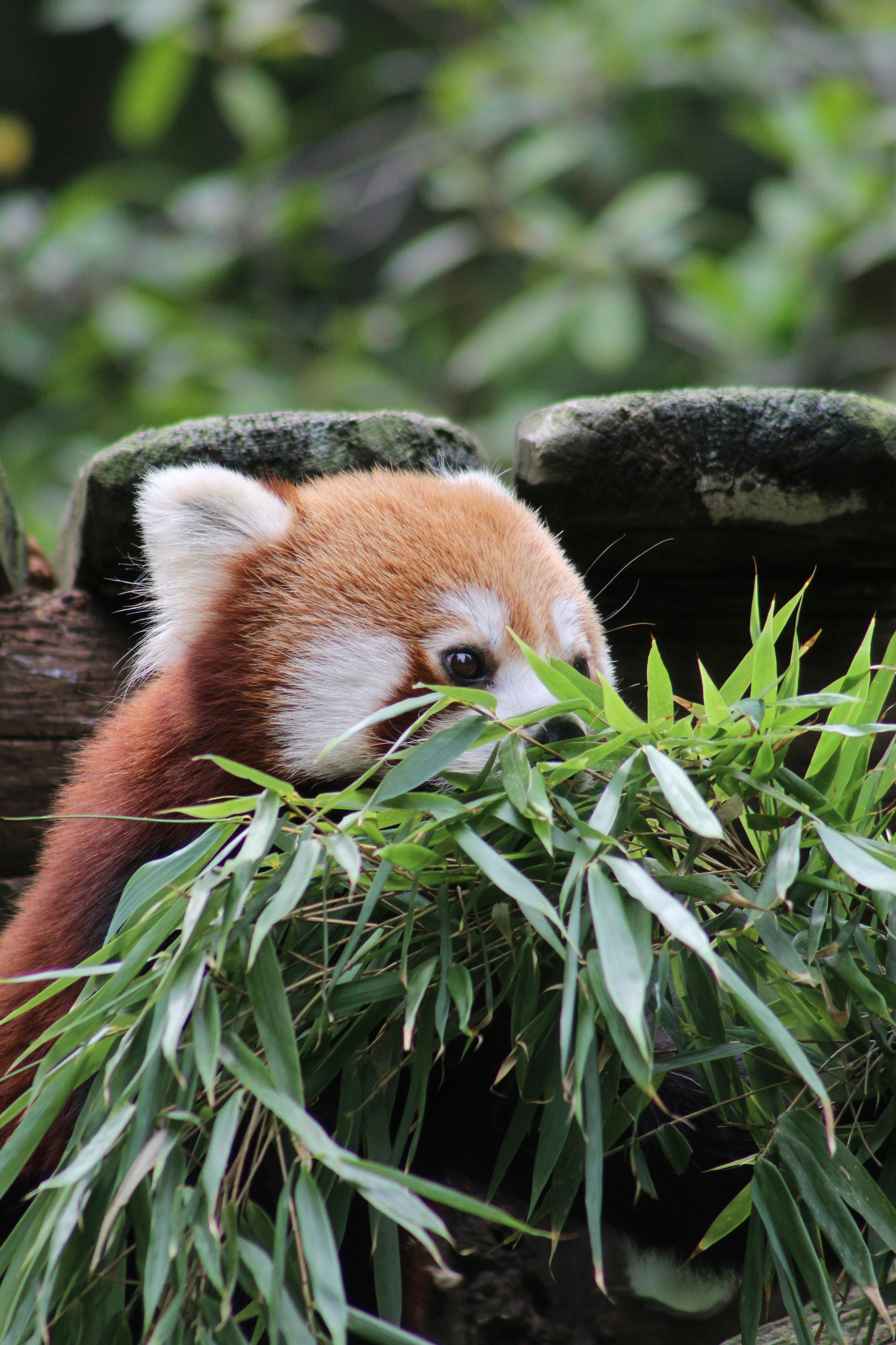 Red Panda Eating Bamboo in Natural Habitat · Free Stock Photo