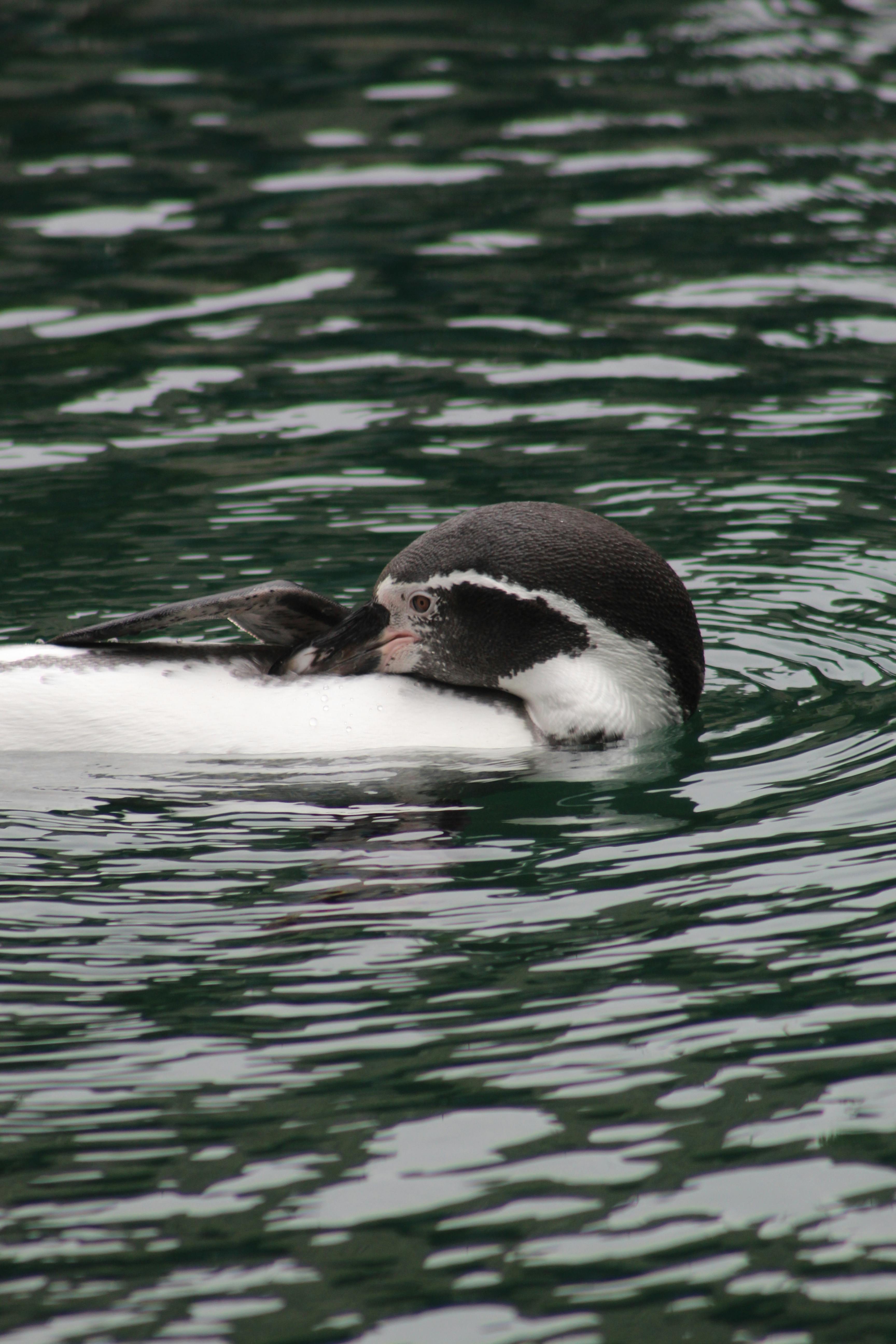 Penguin Desktop Wallpaper Photos, Download The BEST Free Penguin ...