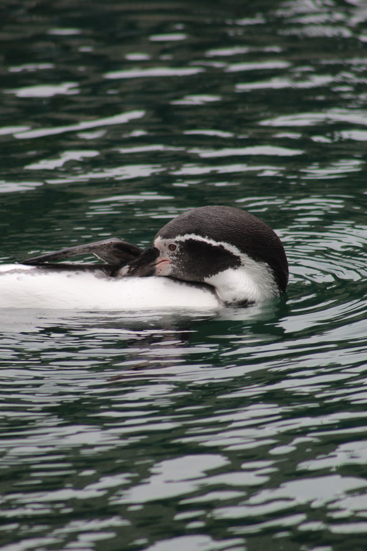 But+Why+Penguin+Wallpaper+Pc Photos, Download The BEST Free But+Why ...