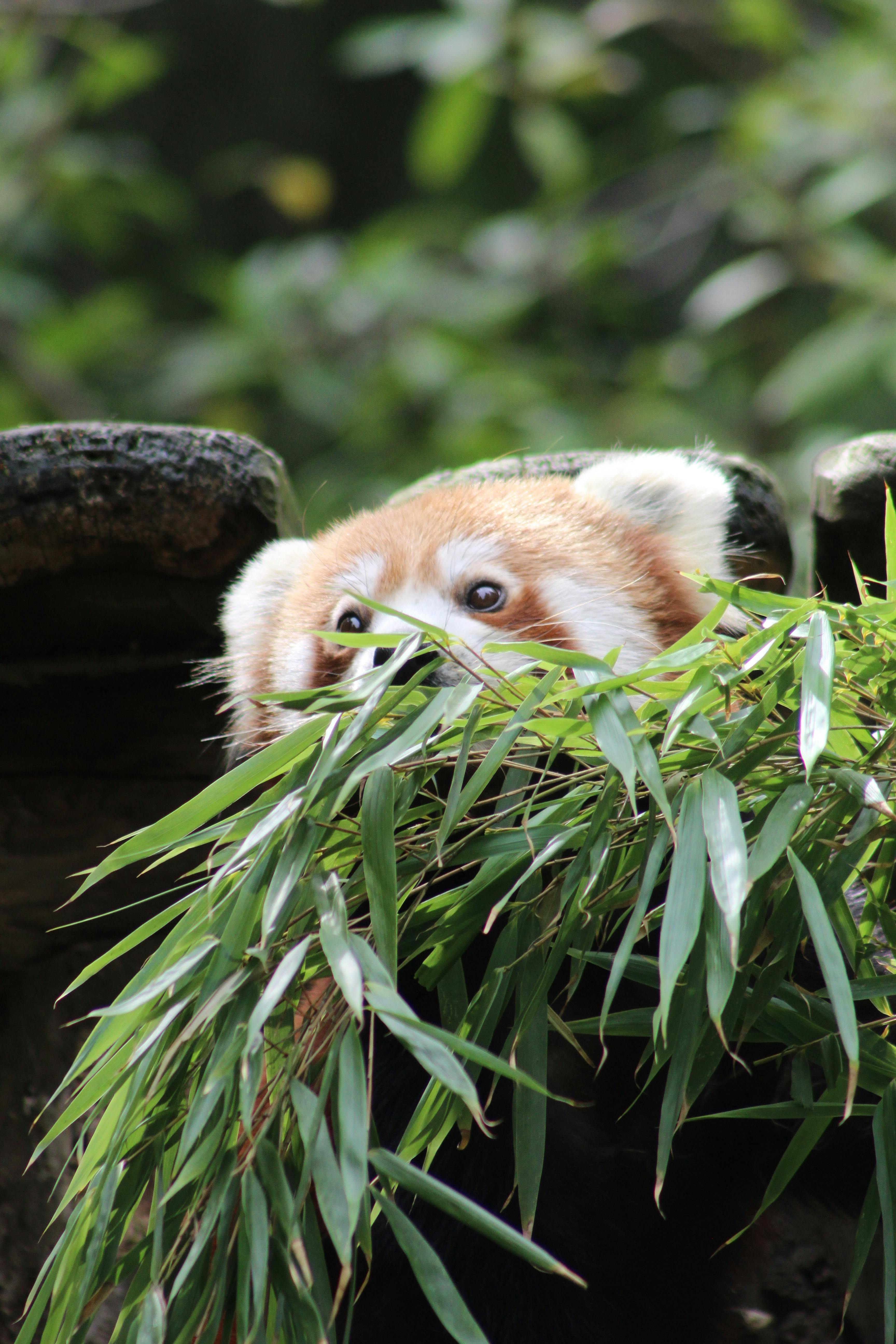 Panda Wallpaper For Desktop Photos, Download The BEST Free Panda ...