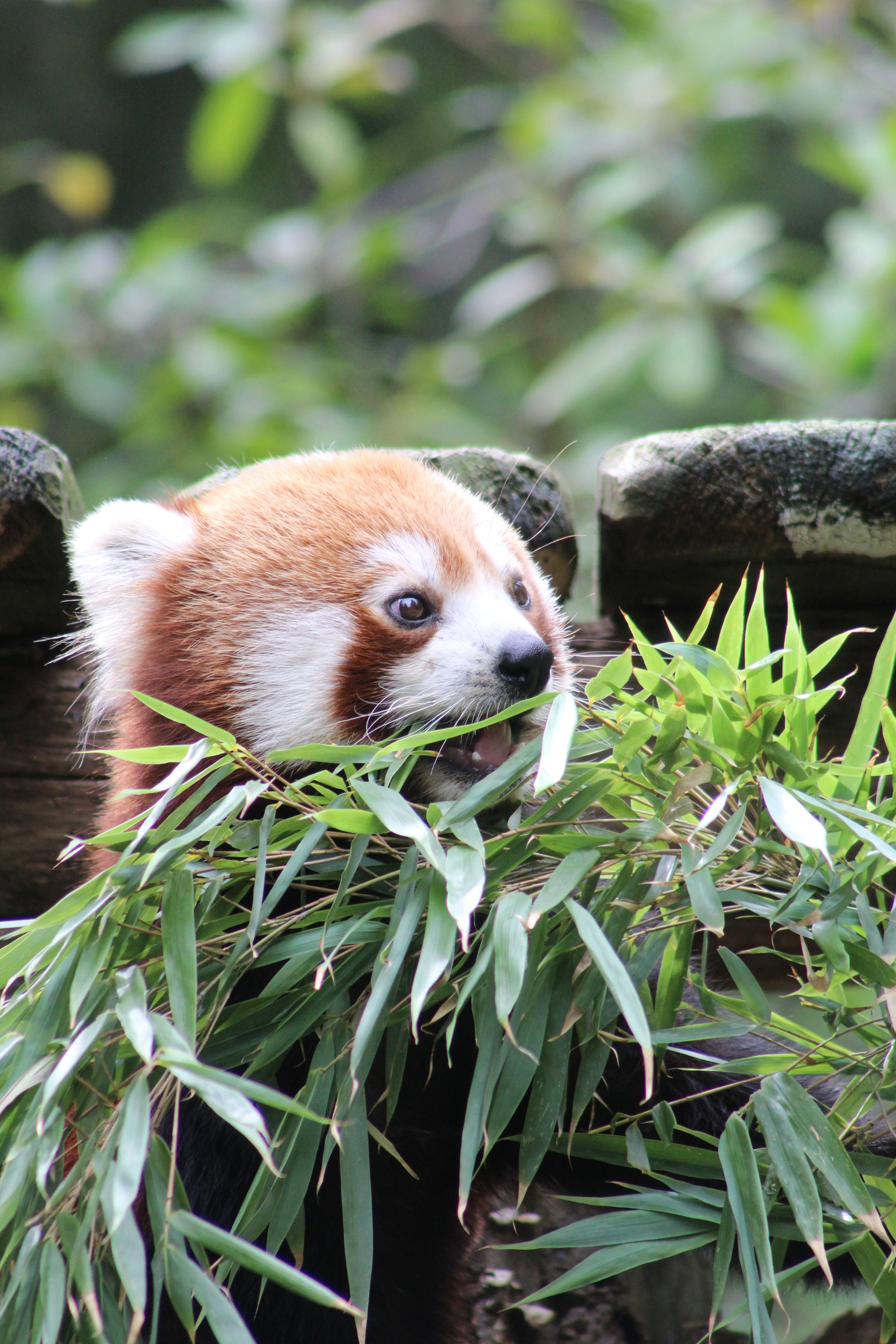 Red Pandas Eat Bamboo Leaves