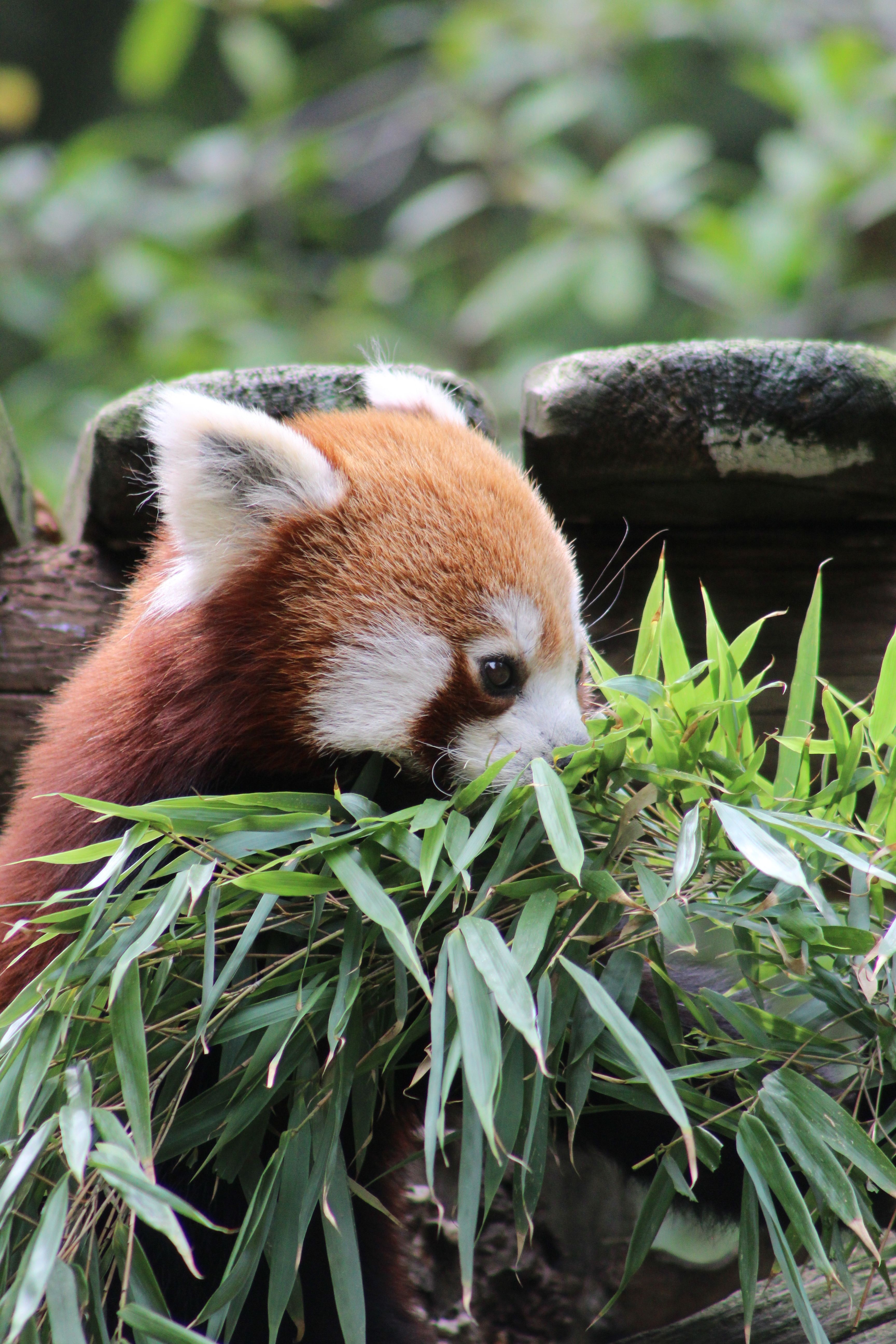Adorable Red Panda Feeding on Bamboo · Free Stock Photo