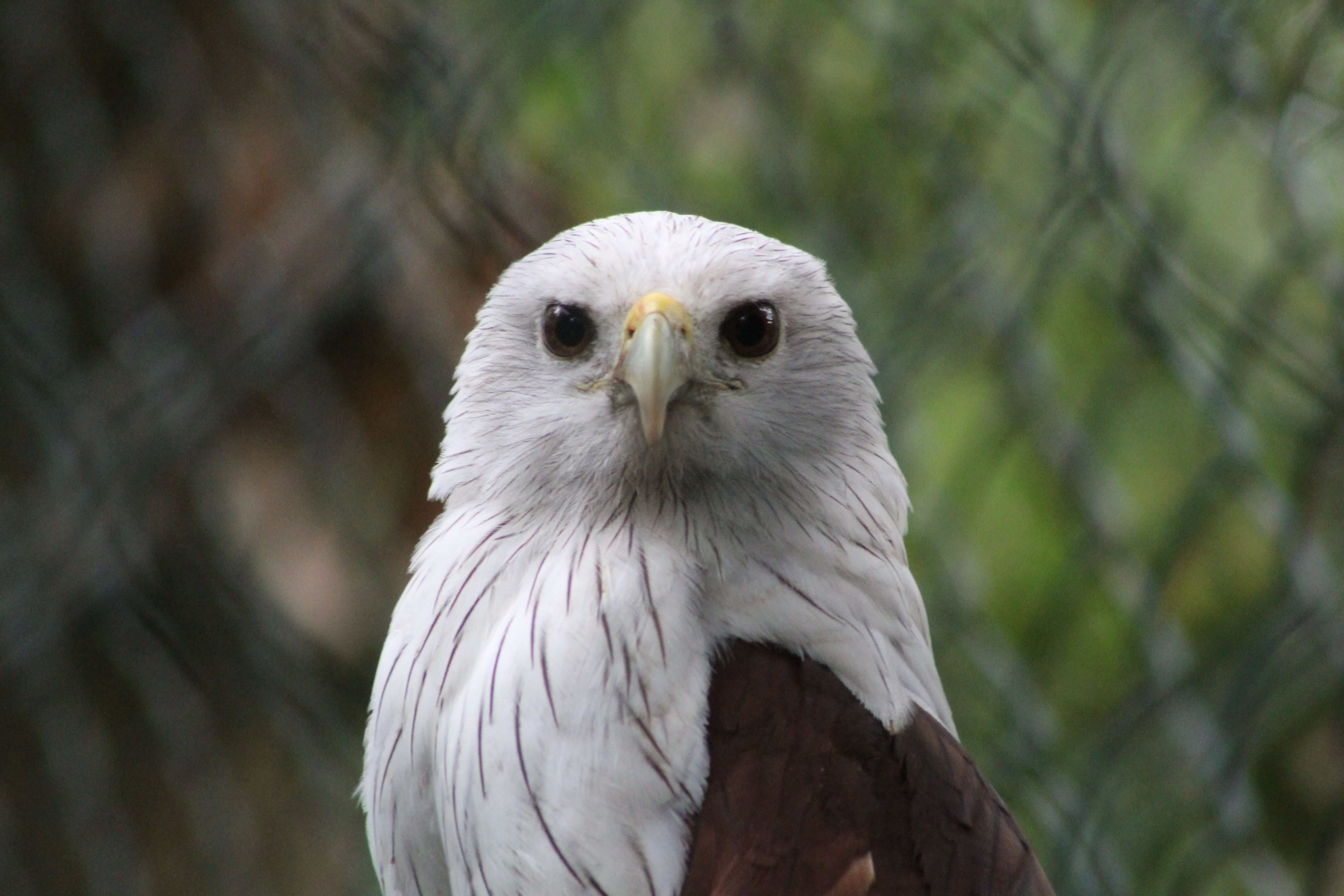 Close-Up Portrait of a Distinctive Raptor · Free Stock Photo