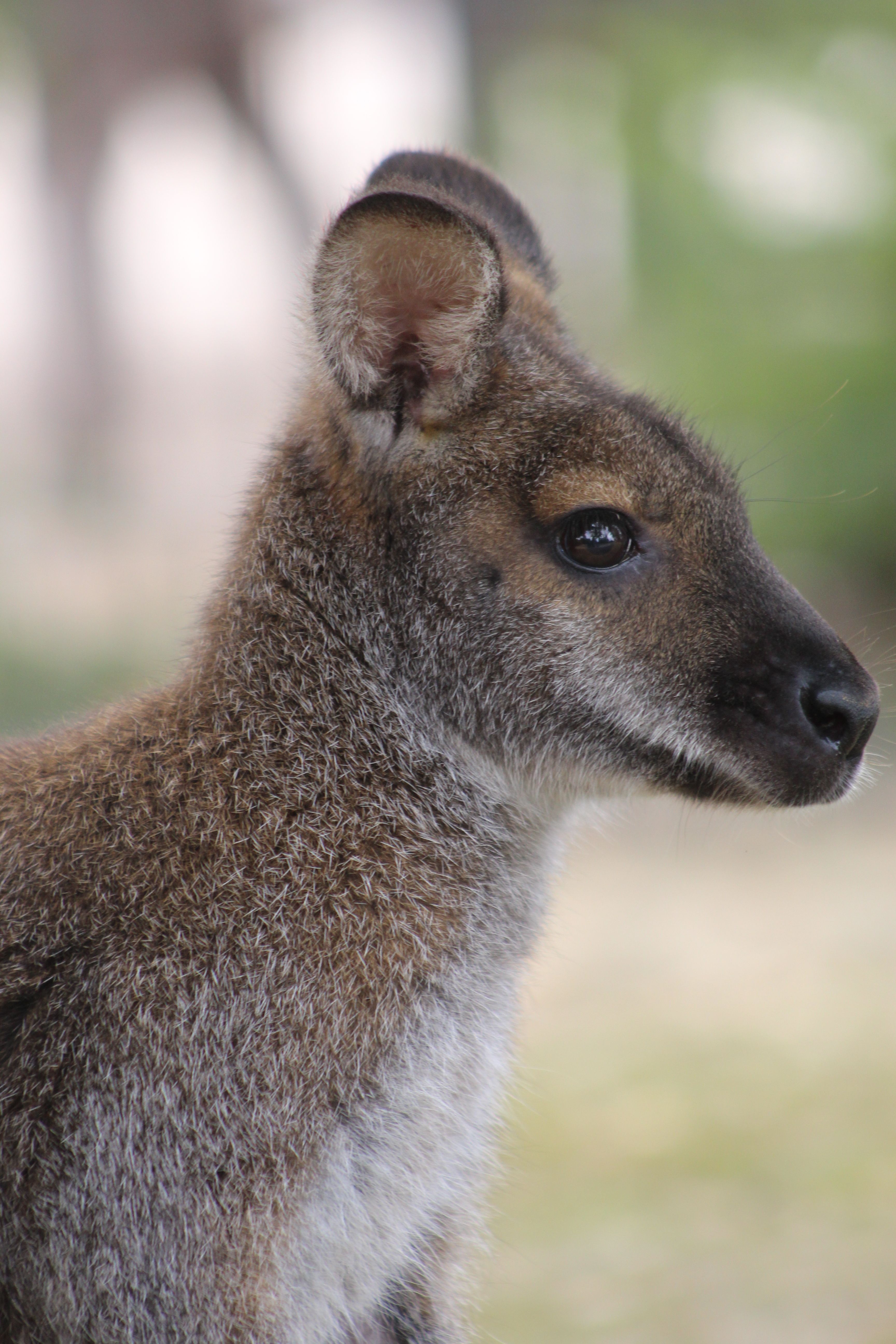 Animal Face Photos, Download The BEST Free Animal Face Stock Photos ...