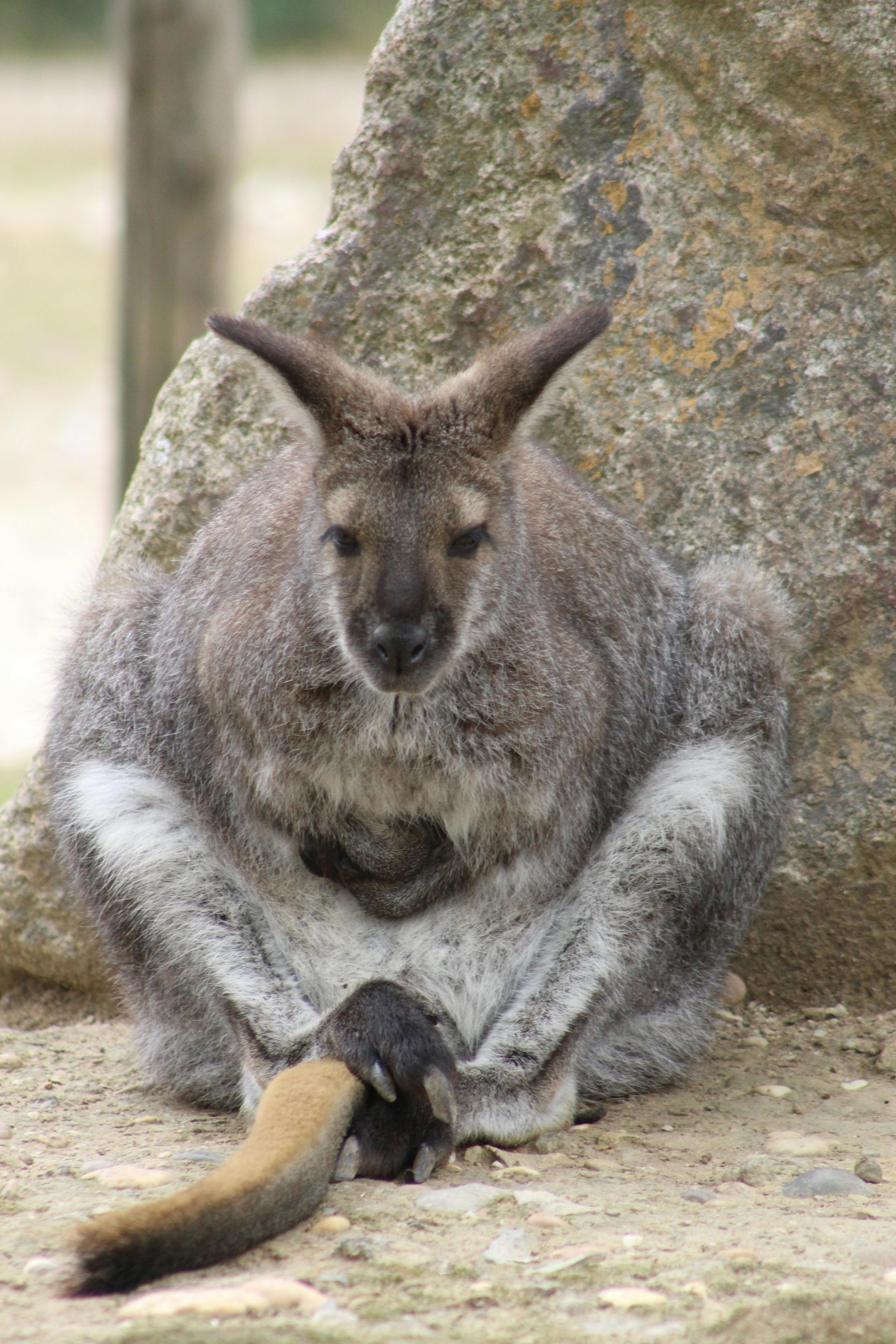 Close-up of a Wallaby in its Natural Habitat · Free Stock Photo