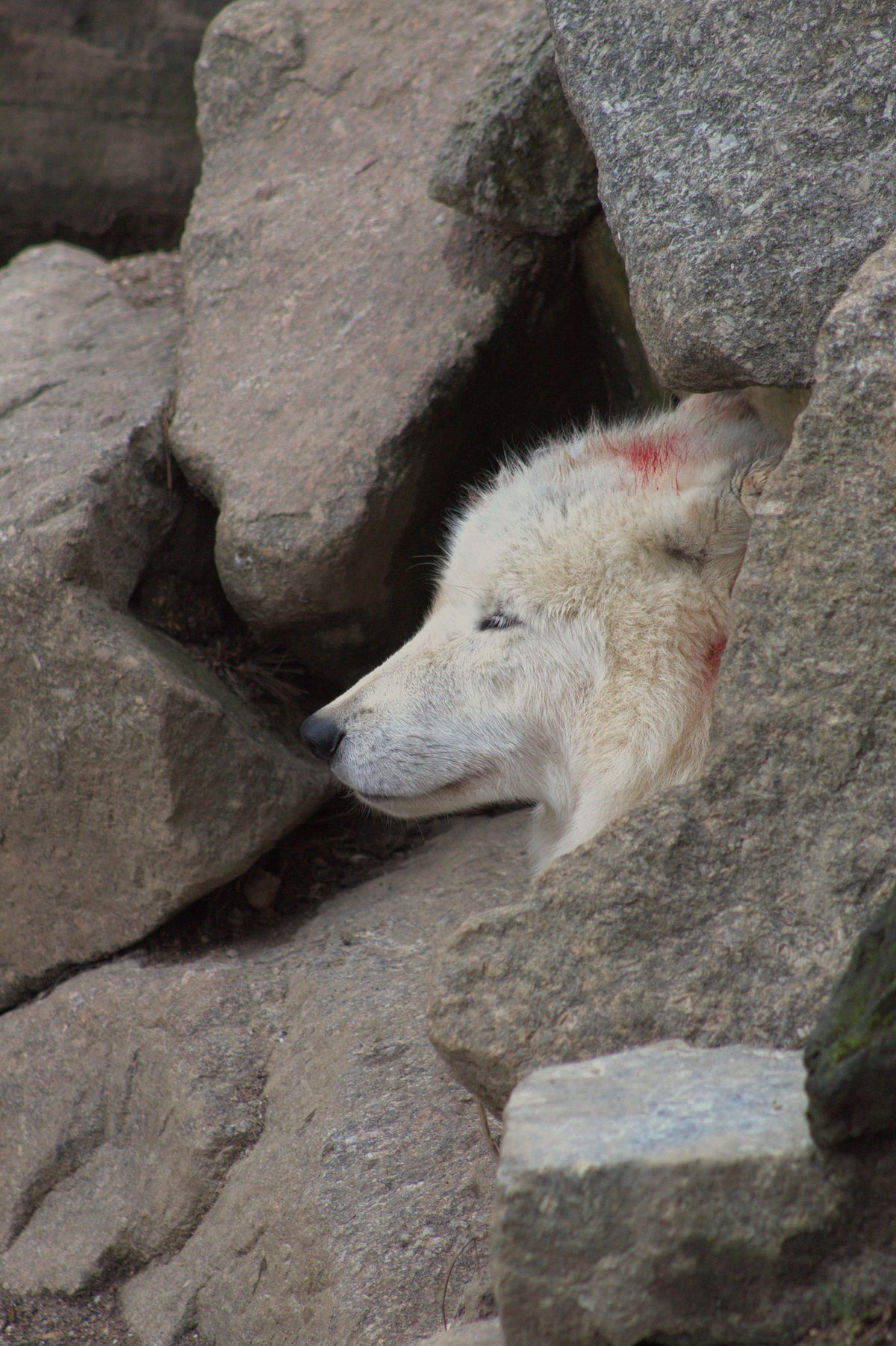 Wolf Head Photos, Download The BEST Free Wolf Head Stock Photos & HD Images