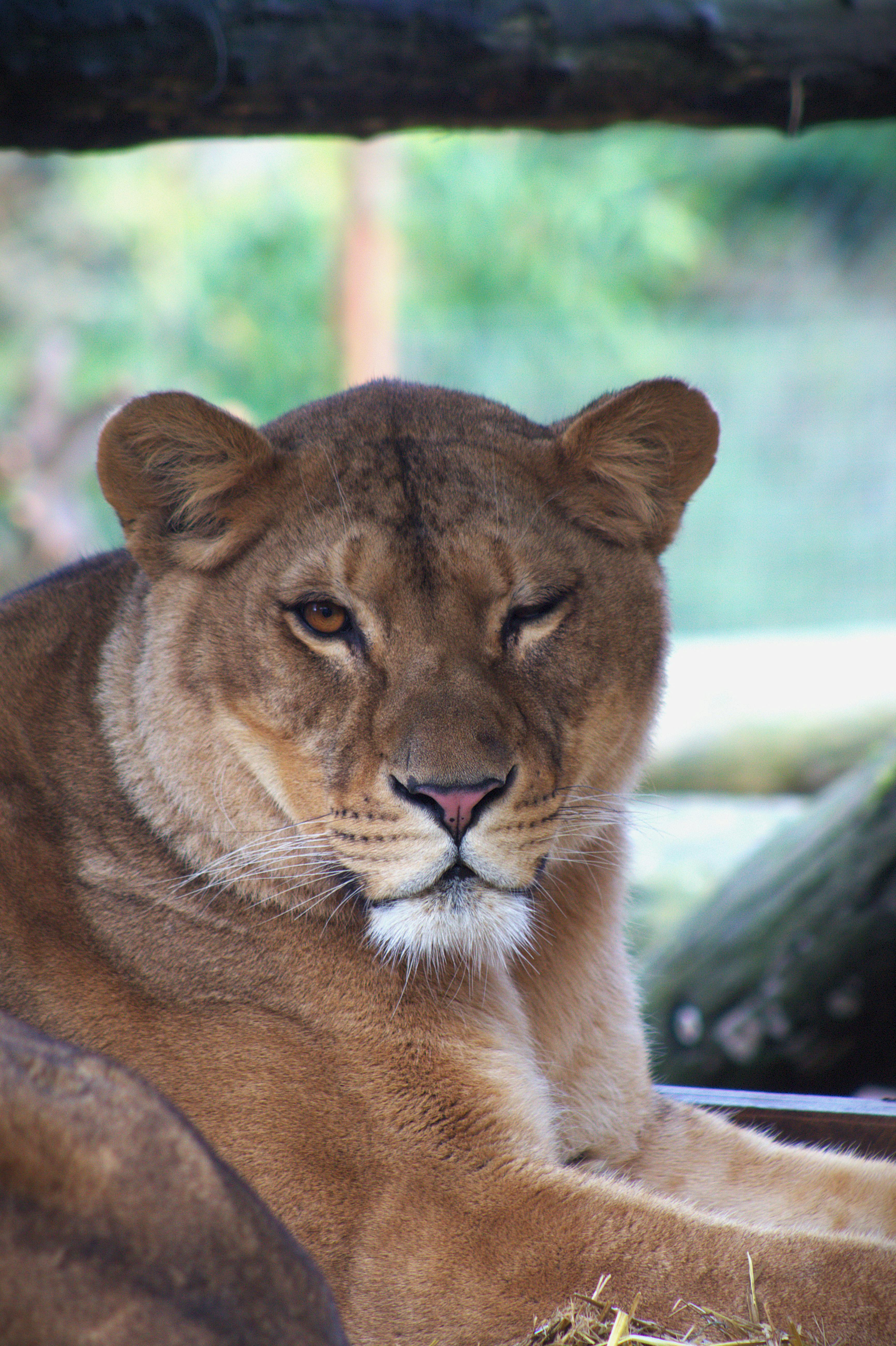 Lioness Photos, Download The BEST Free Lioness Stock Photos & HD Images