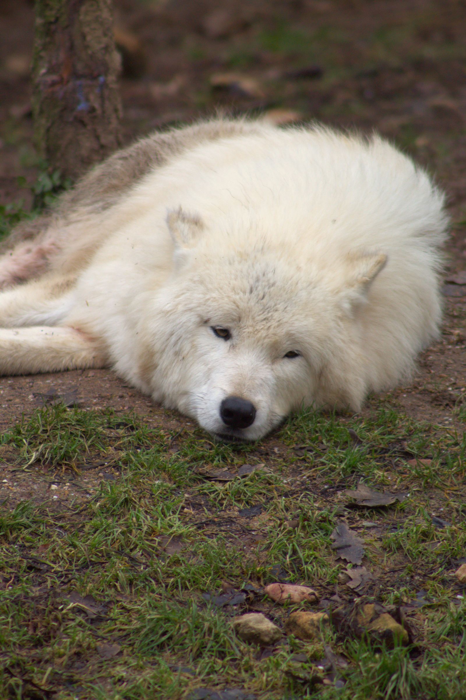 Alpha Wolf Wallpaper Photos, Download The BEST Free Alpha Wolf ...