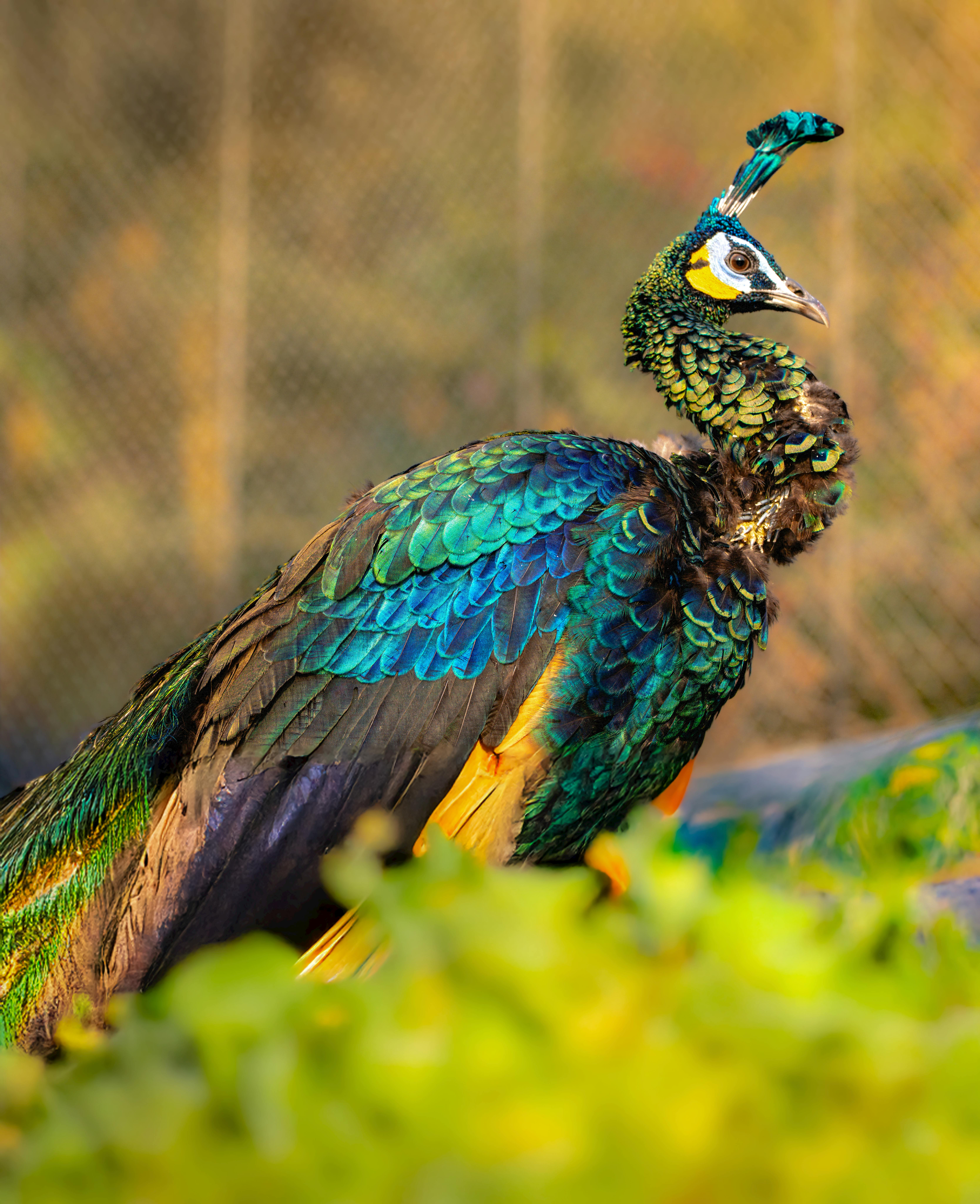 Griffin+Images Photos, Download The BEST Free Griffin+Images Stock ...