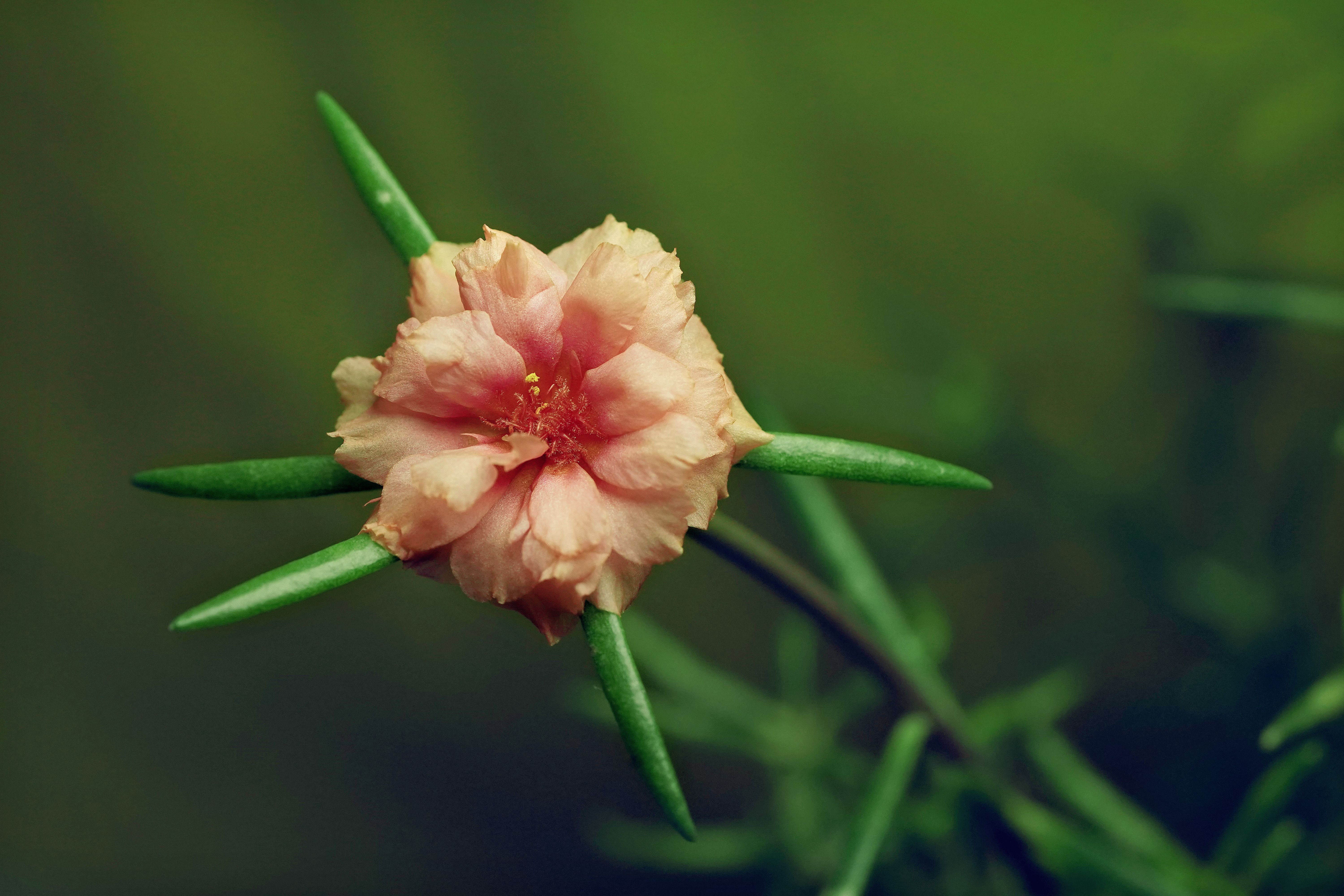 Macro View of Pink Rose Moss Flower in Garden · Free Stock Photo