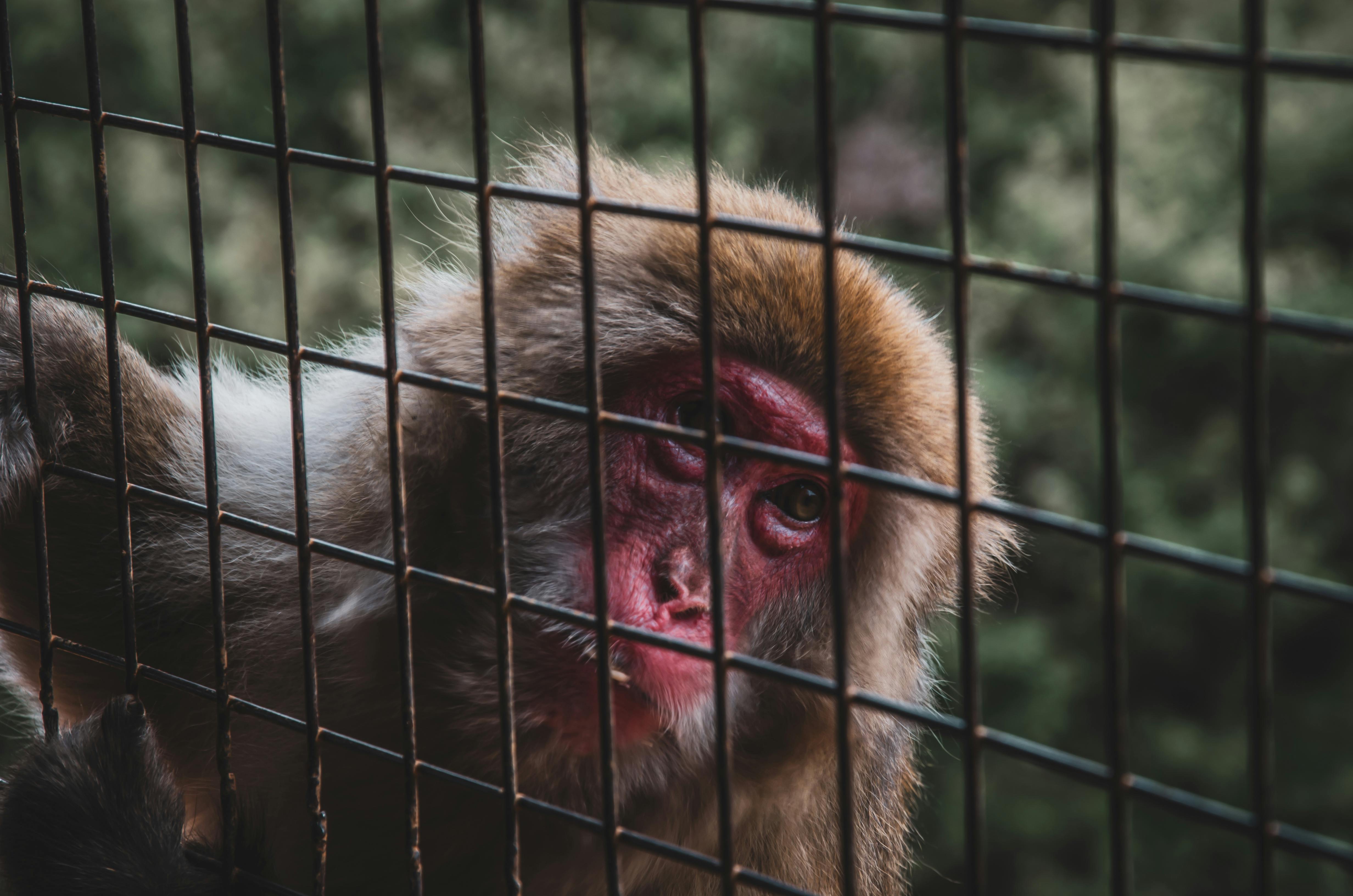 Anime+Goon+Wallpaper Photos, Download The BEST Free Anime+Goon ...